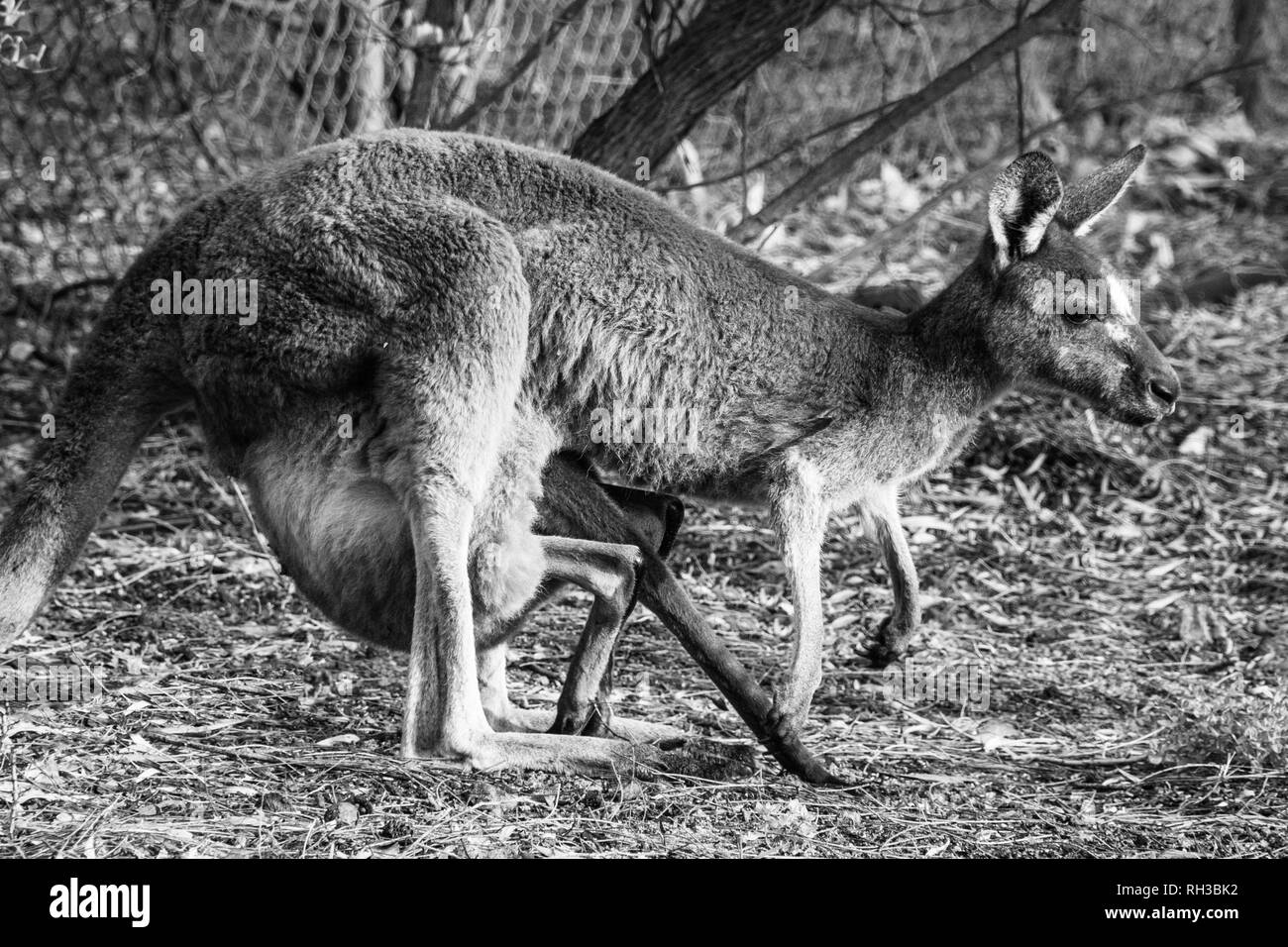 Kangaroo Embryo Crawling