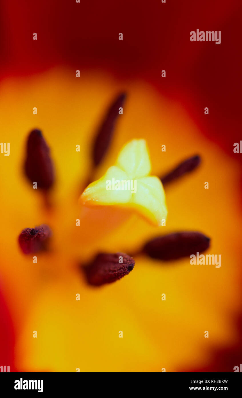 Close up of tulip reproductive organs Stock Photo - Alamy