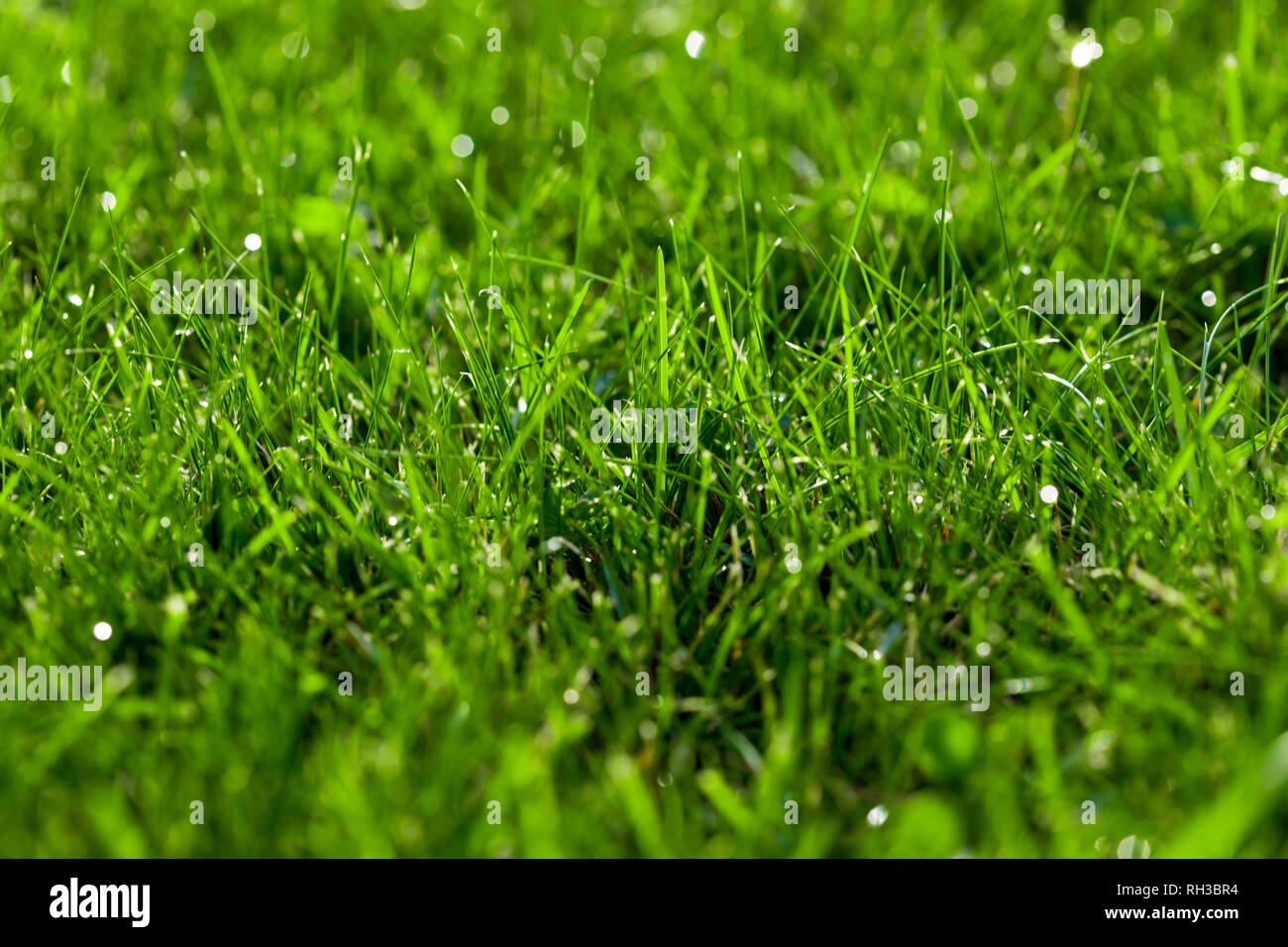 Close-up green lawn, fresh and wet. Beautiful texture with bokeh and ...