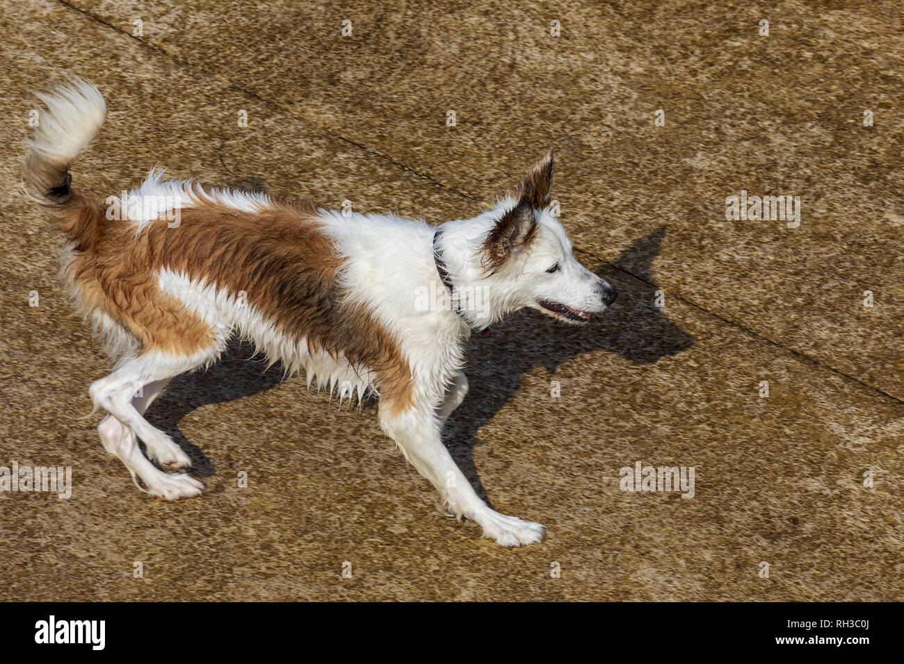 Dog jumping in long grass hi-res stock photography and images - Alamy