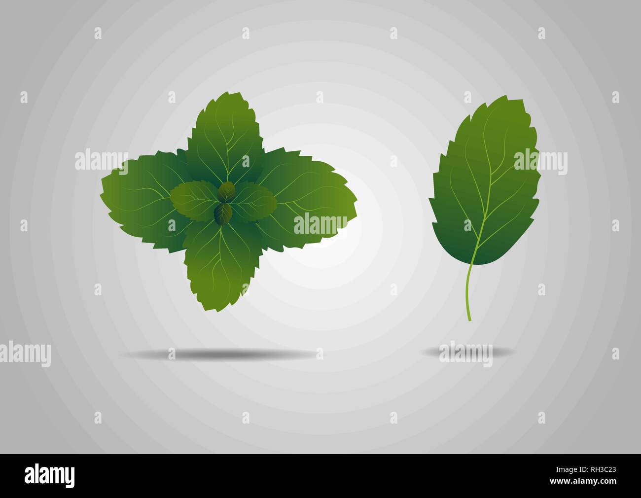 Herb element. Summer fresh green mint leaves 10 eps Stock Vector Image ...