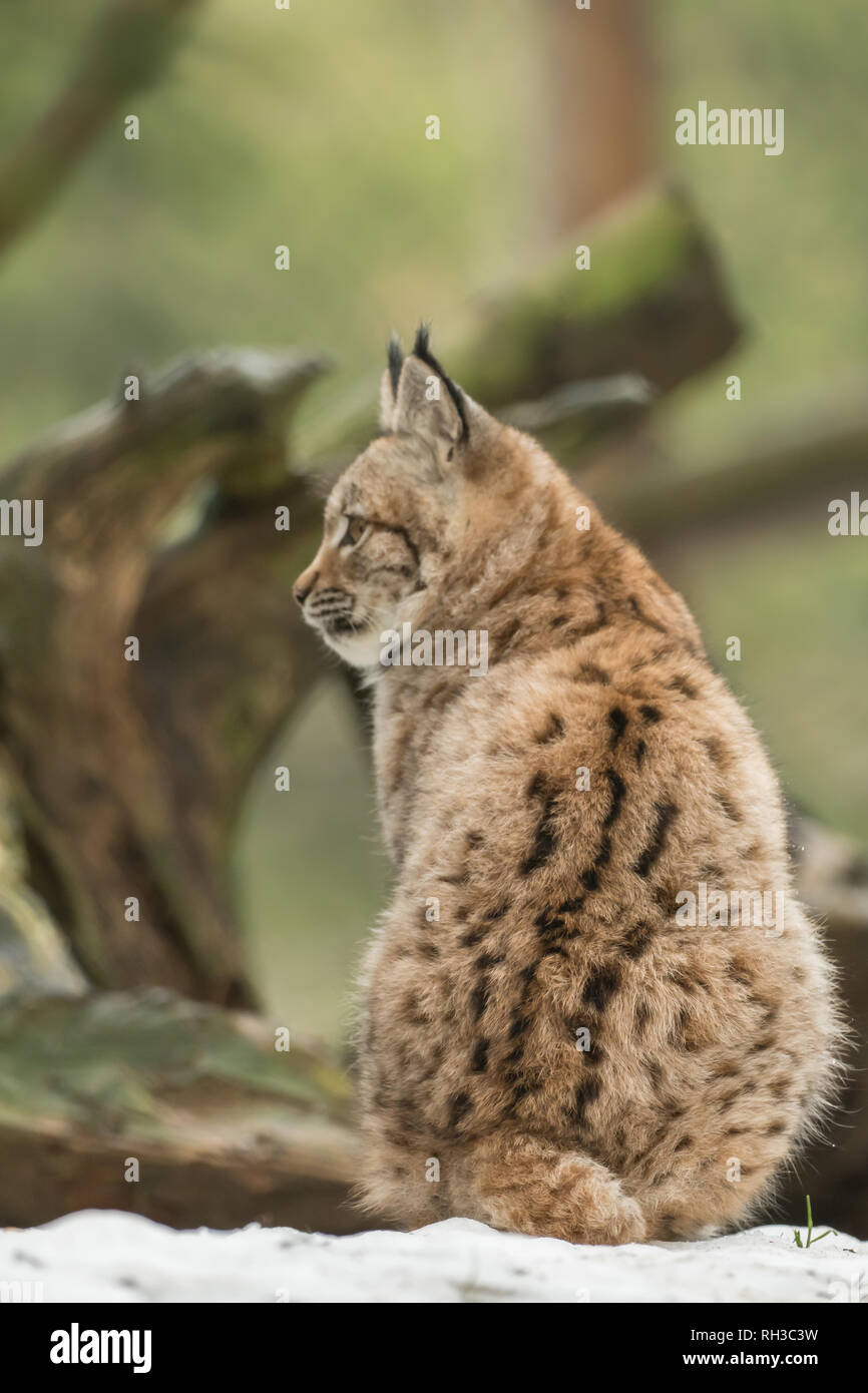 A little lynx hi-res stock photography and images - Alamy