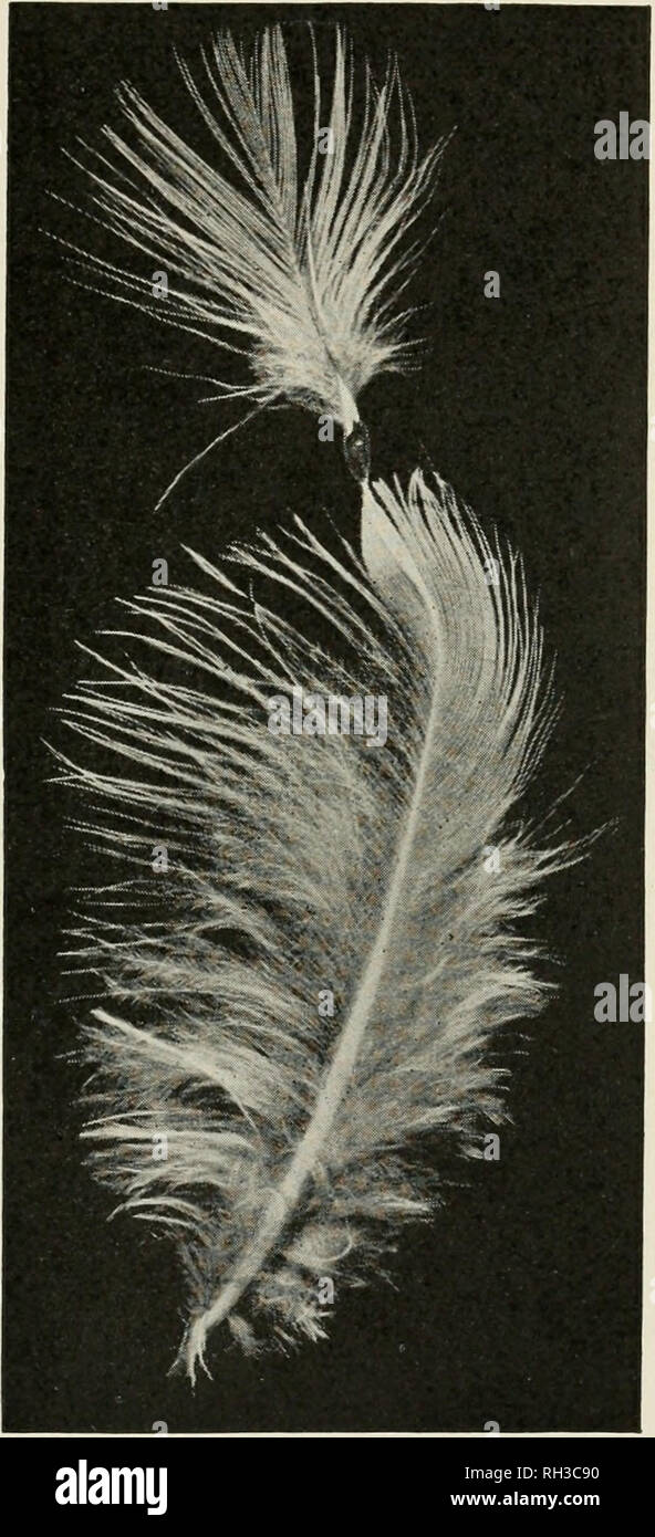 . British birds. Birds. ( 339 ) ABNORMAL FEATHERS OF A DOMESTIC PIGEON ...