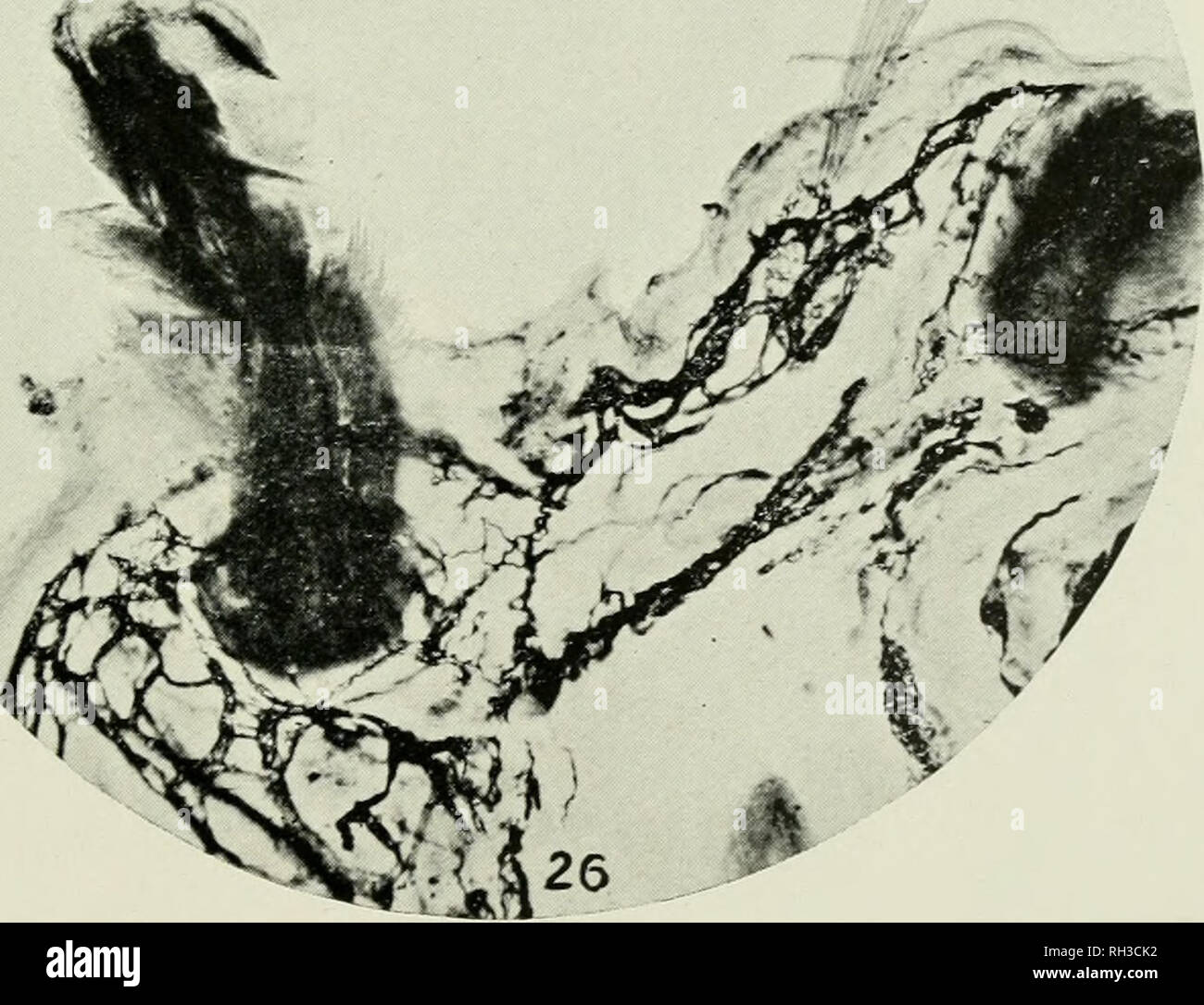 Filoplume hi-res stock photography and images - Alamy