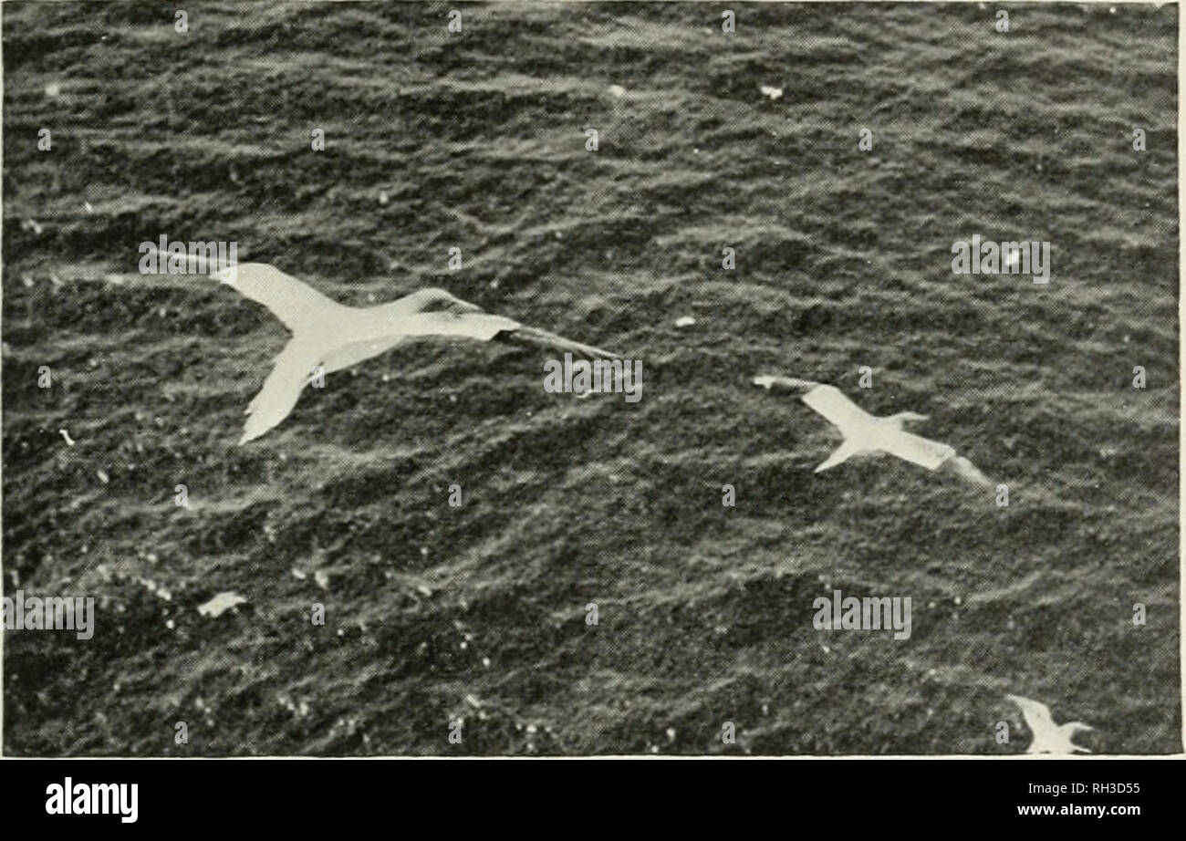 Wings in vertical position hi-res stock photography and images - Alamy