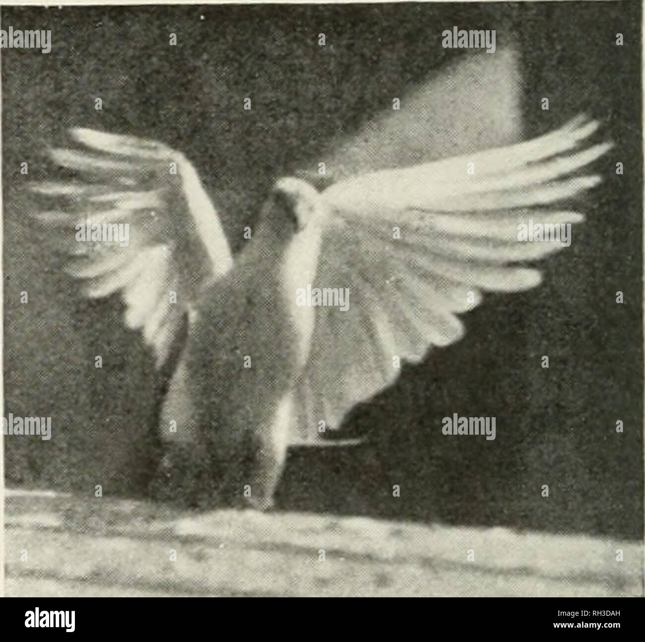 Dove Wings Reference