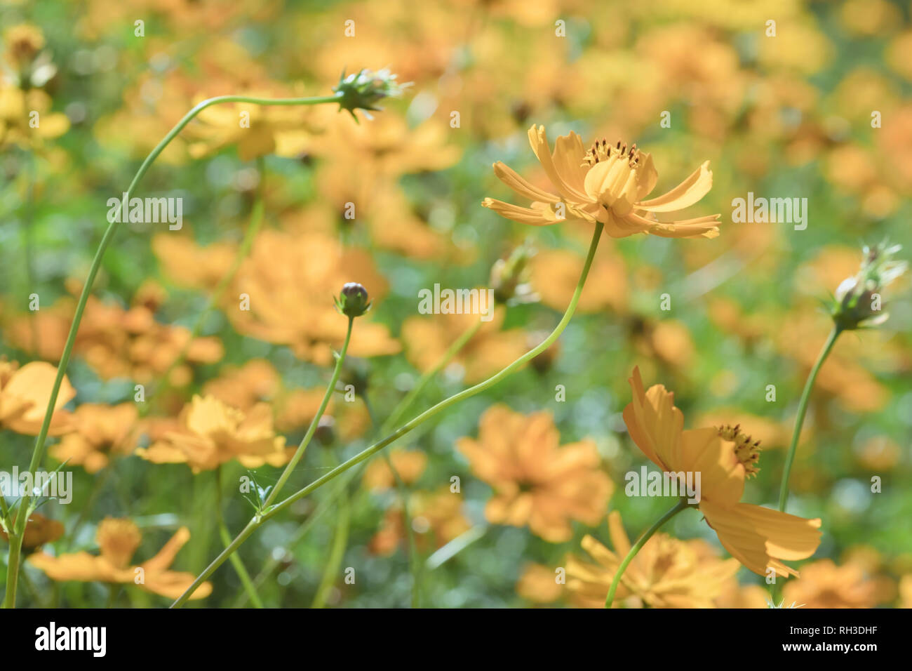 Cosmic yellow cosmos flower hi-res stock photography and images - Alamy