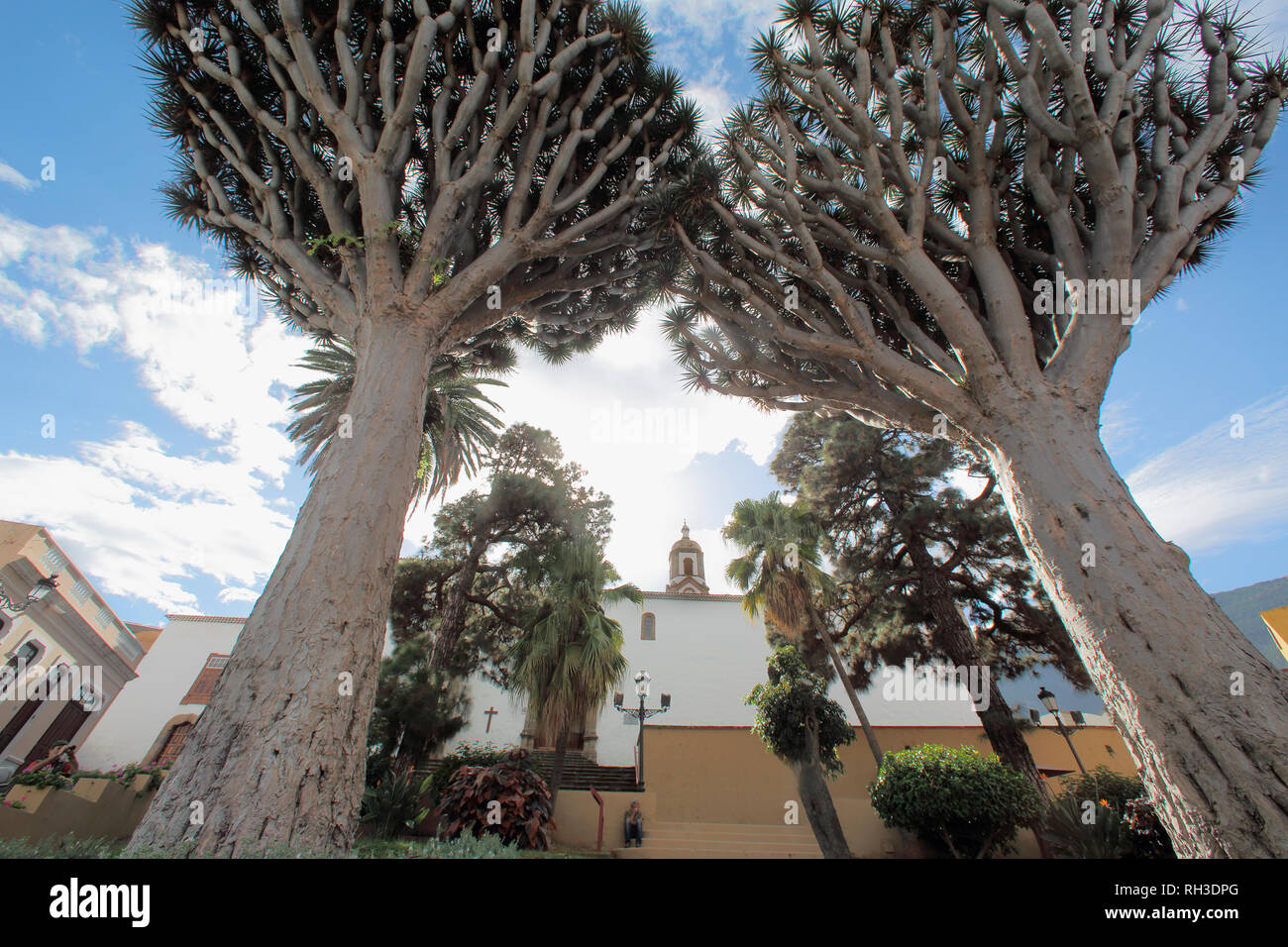 Tall tree building hi-res stock photography and images - Alamy