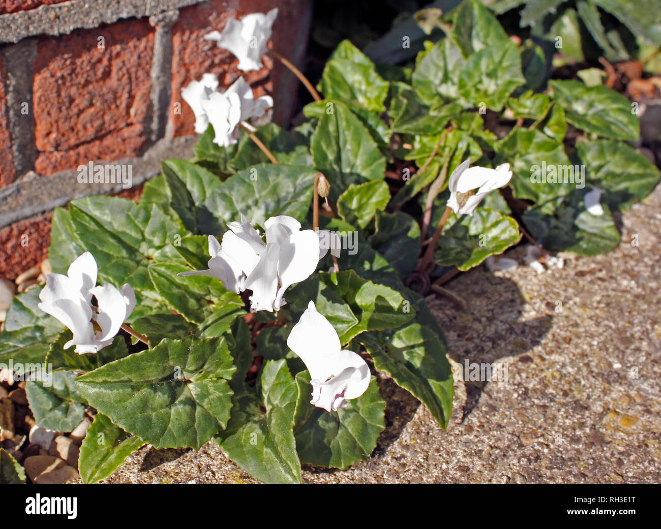 Clumps of 'mini white' Cyclamen flowering plants Stock Photo - Alamy