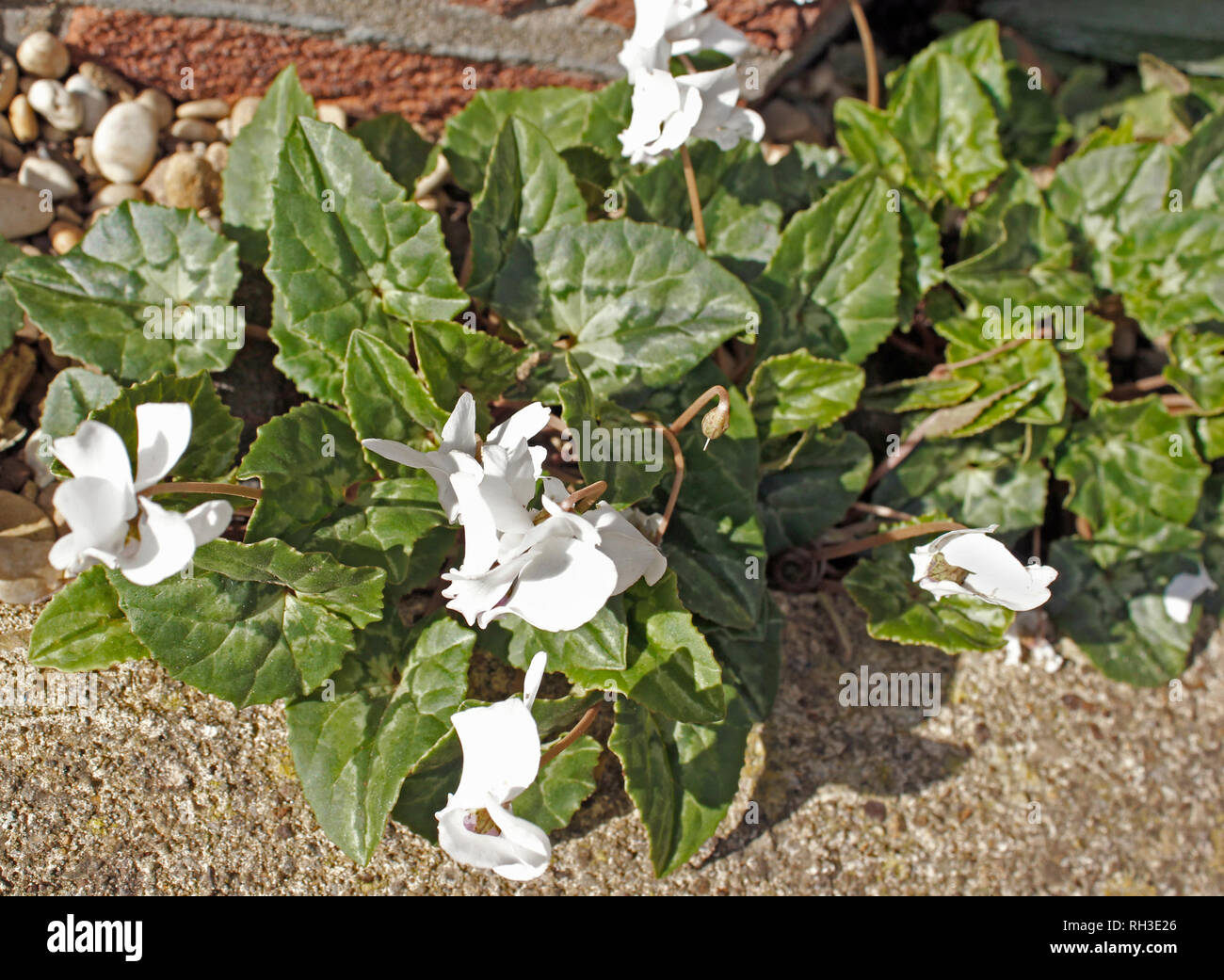 Clumps of 'mini white' Cyclamen flowering plants Stock Photo - Alamy