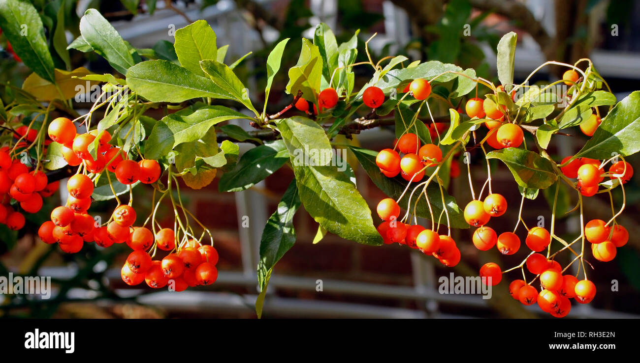 Pyracanthus and bird hi-res stock photography and images - Alamy