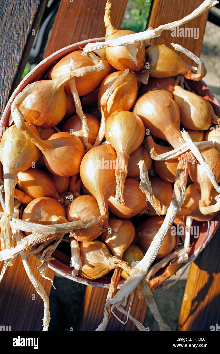 Rhs recommended hi-res stock photography and images - Alamy