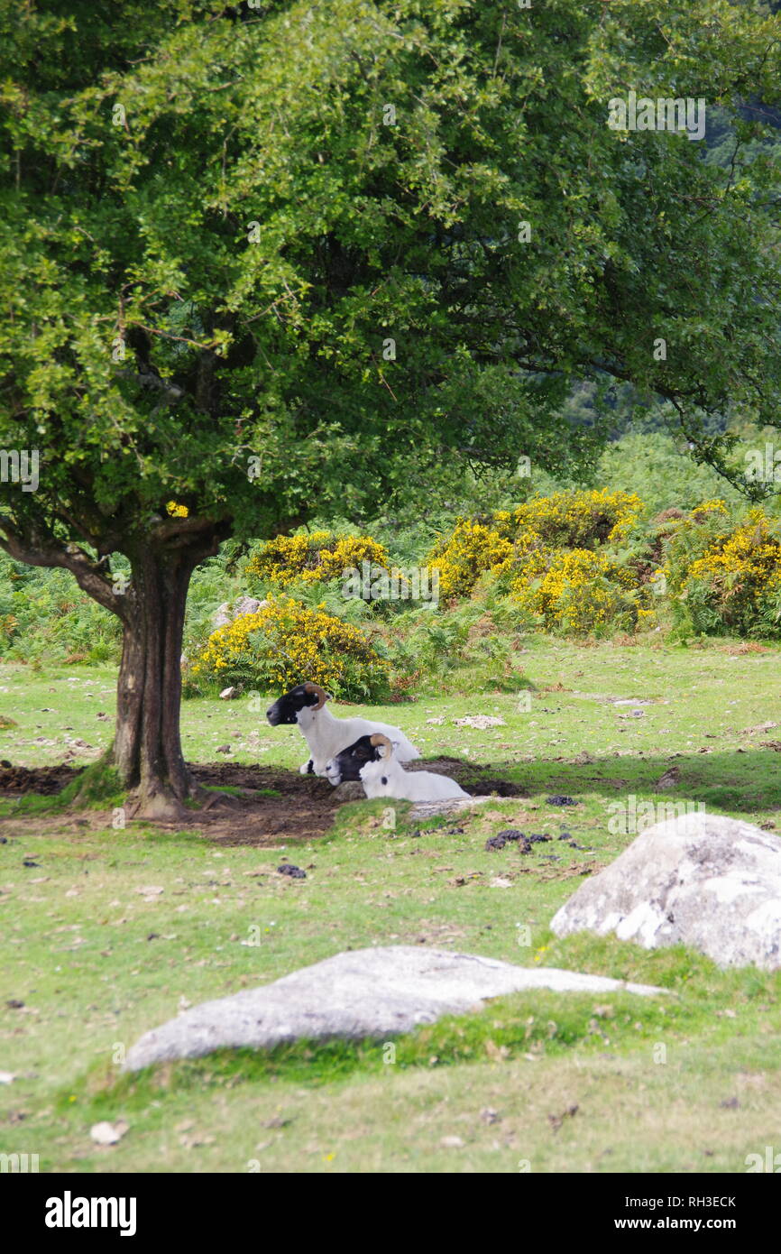 Pair of Scottish Blackfaced Sheep under a Hawthorn Tree. Dartmoor ...