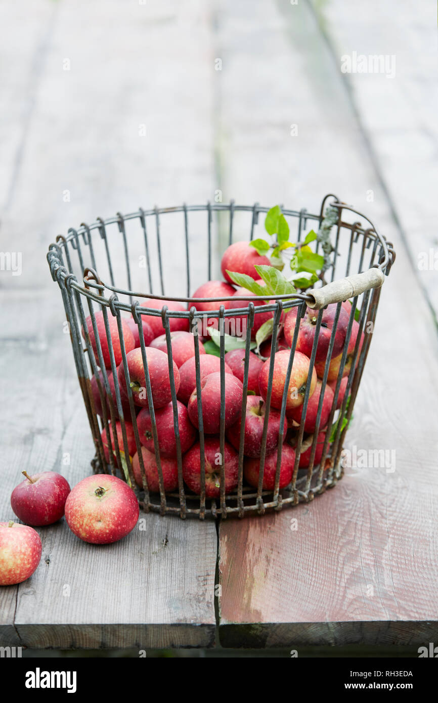 Apples in wire basket Stock Photo - Alamy