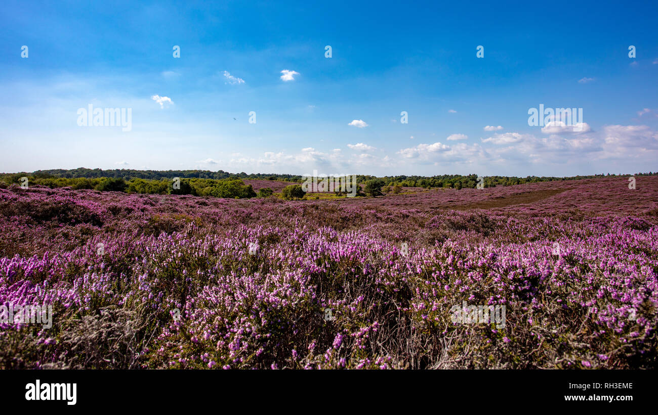 Heather heathland wildlife hi-res stock photography and images - Alamy