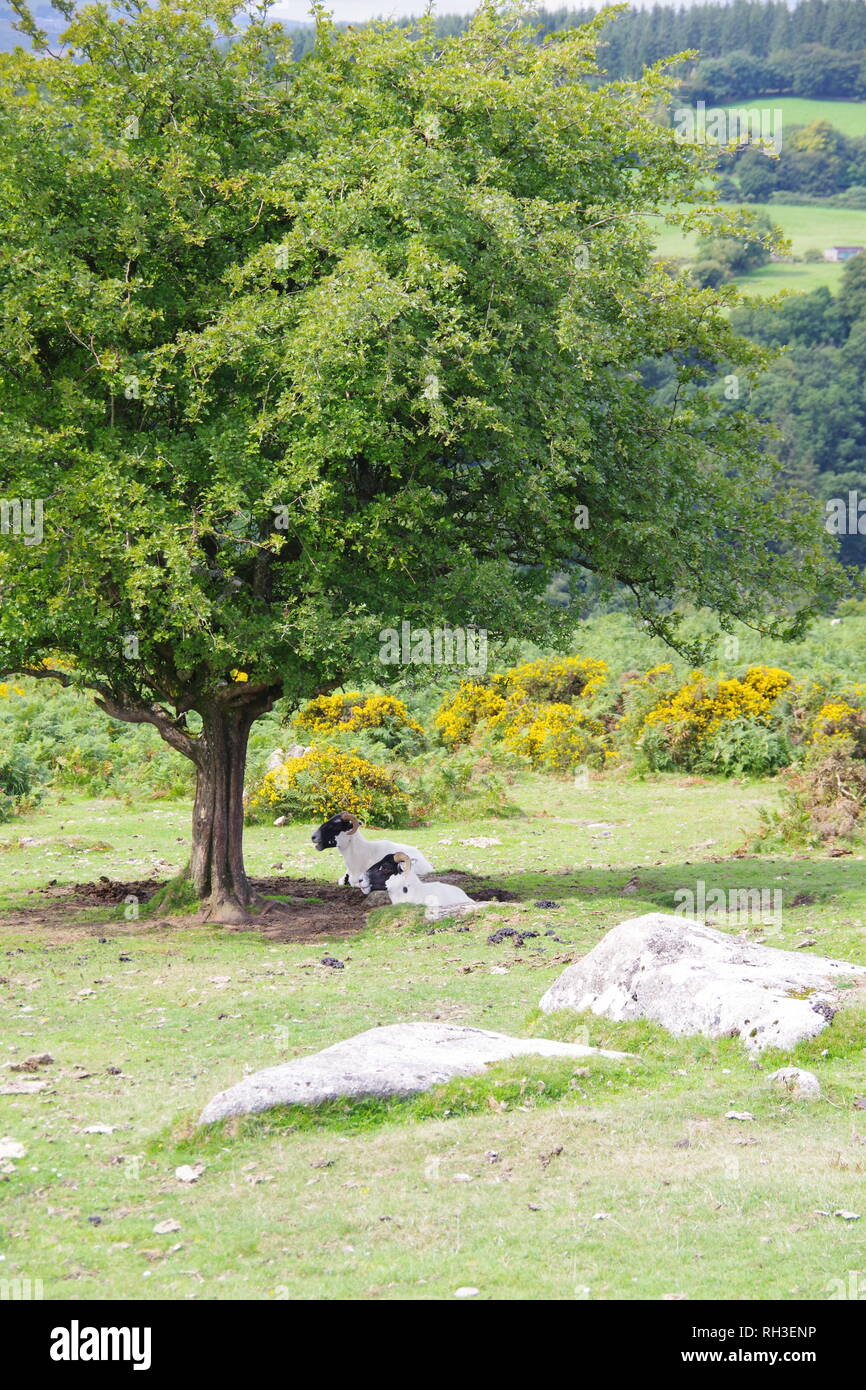 Pair of Scottish Blackfaced Sheep under a Hawthorn Tree. Dartmoor ...