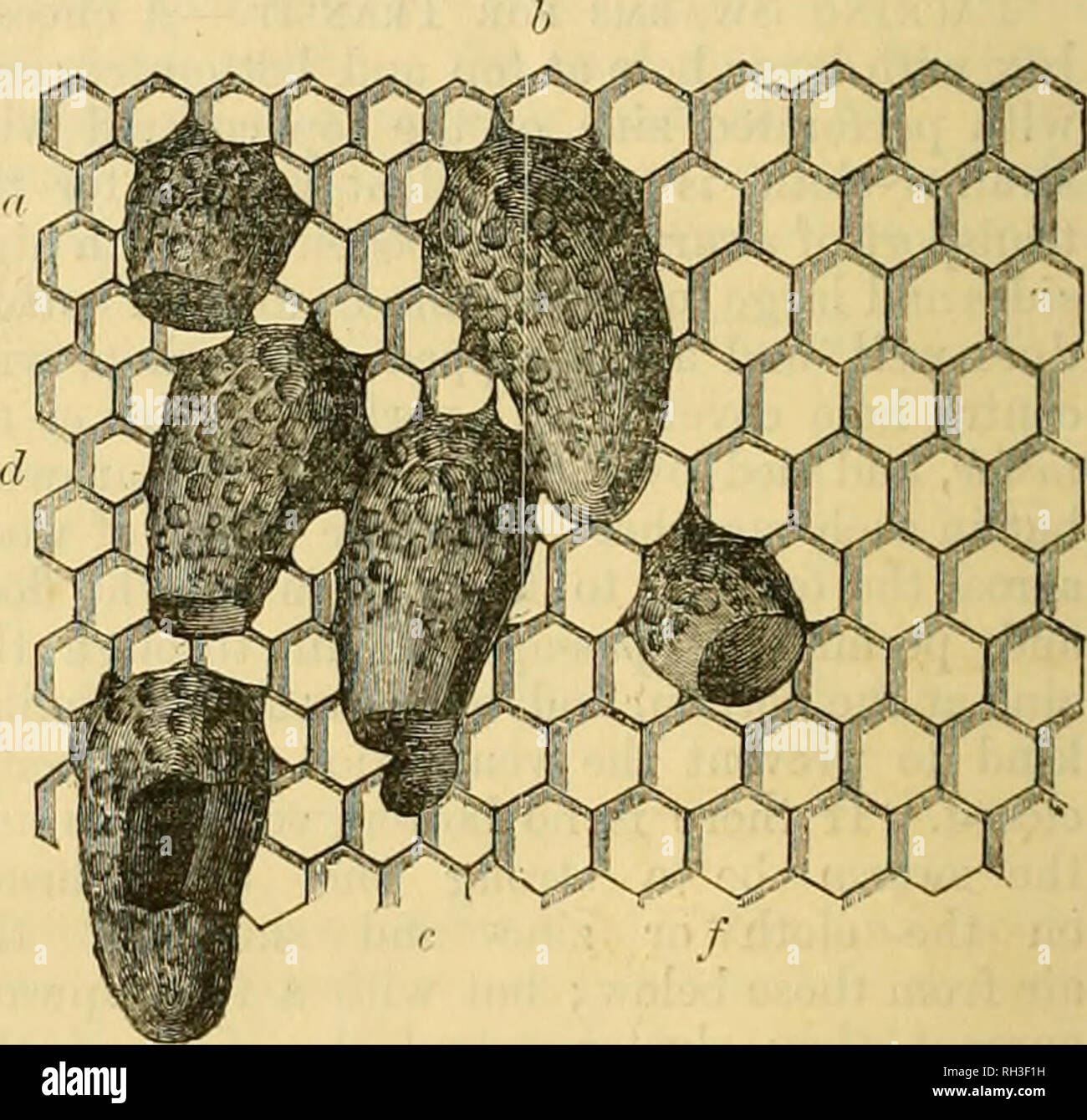 Woodcut Of Bee High Resolution Stock Photography and Images - Alamy