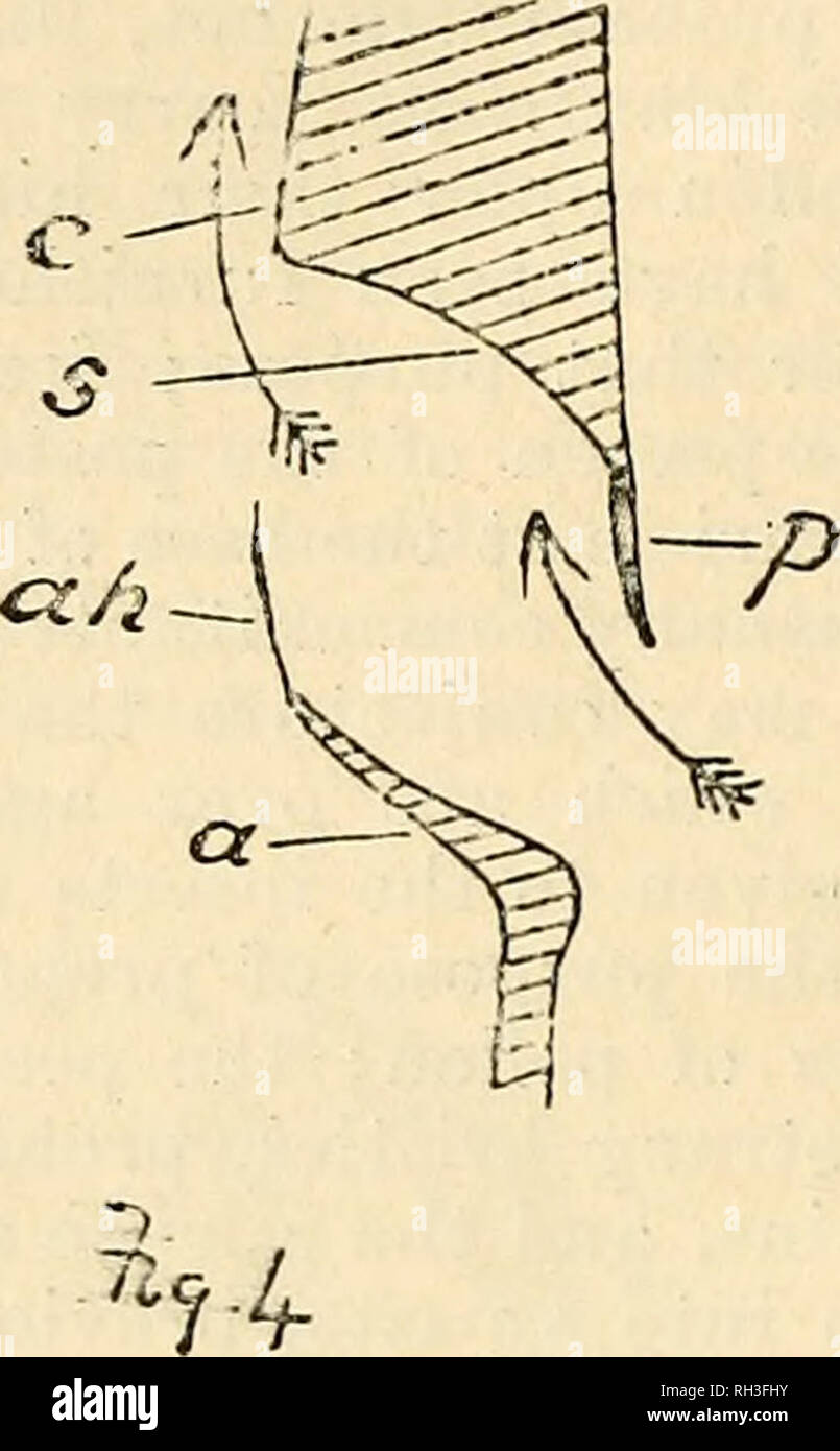 Pollen press hi-res stock photography and images - Alamy
