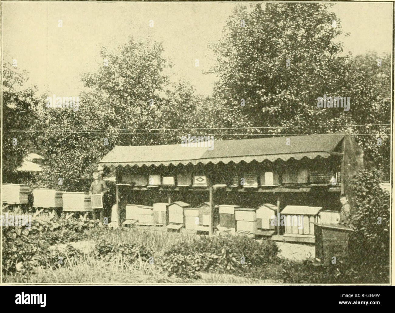 Fixed comb hives hi-res stock photography and images - Alamy