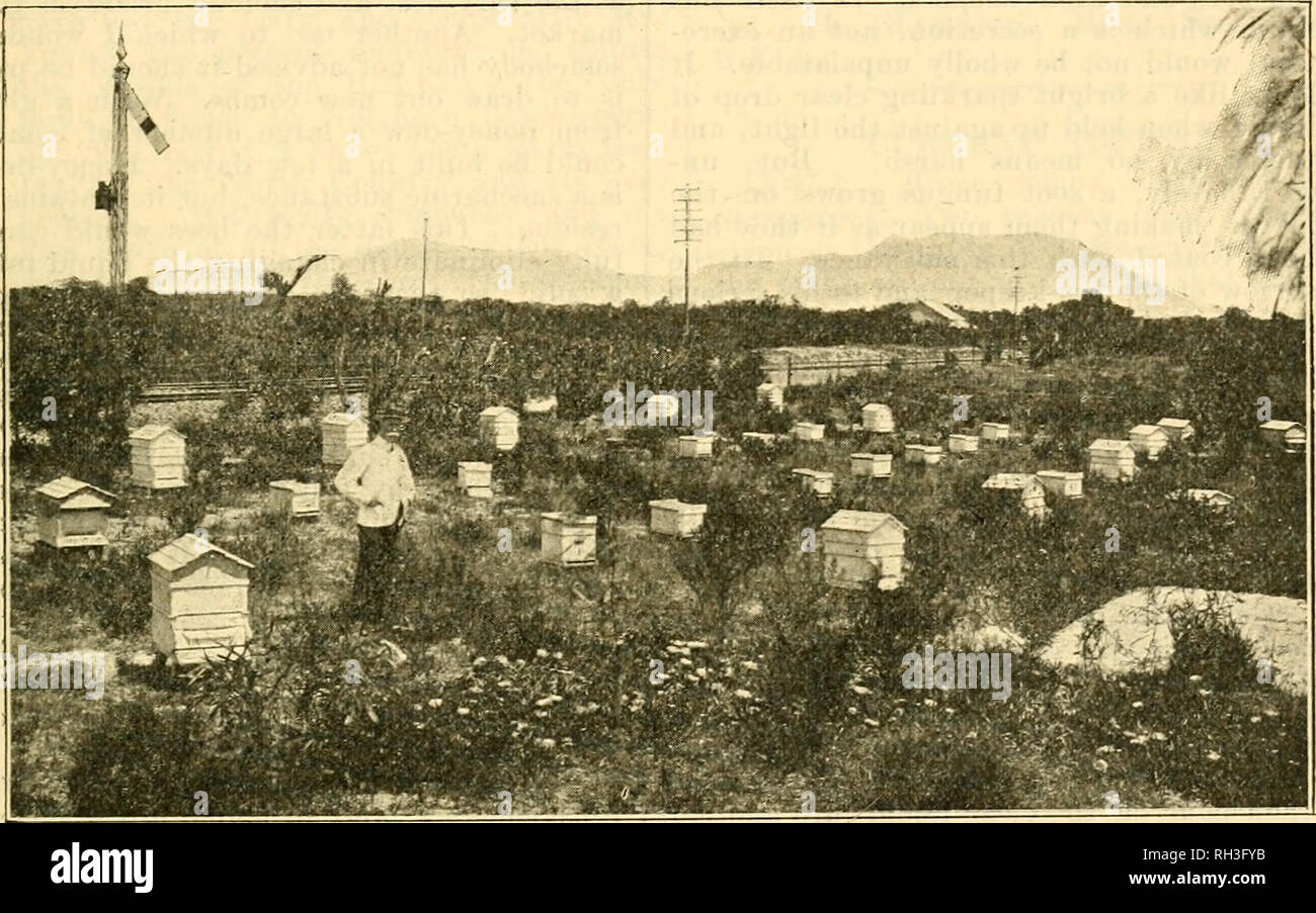 . British bee journal & bee-keepers adviser. Bees. Nov. 4, 1909.] THE ...
