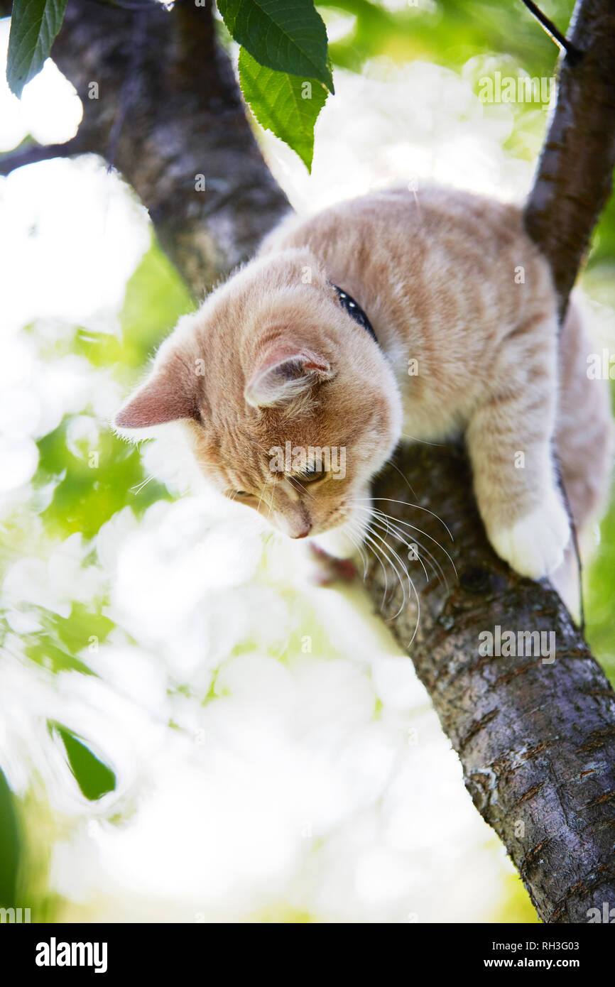 Cat on tree hi-res stock photography and images - Alamy