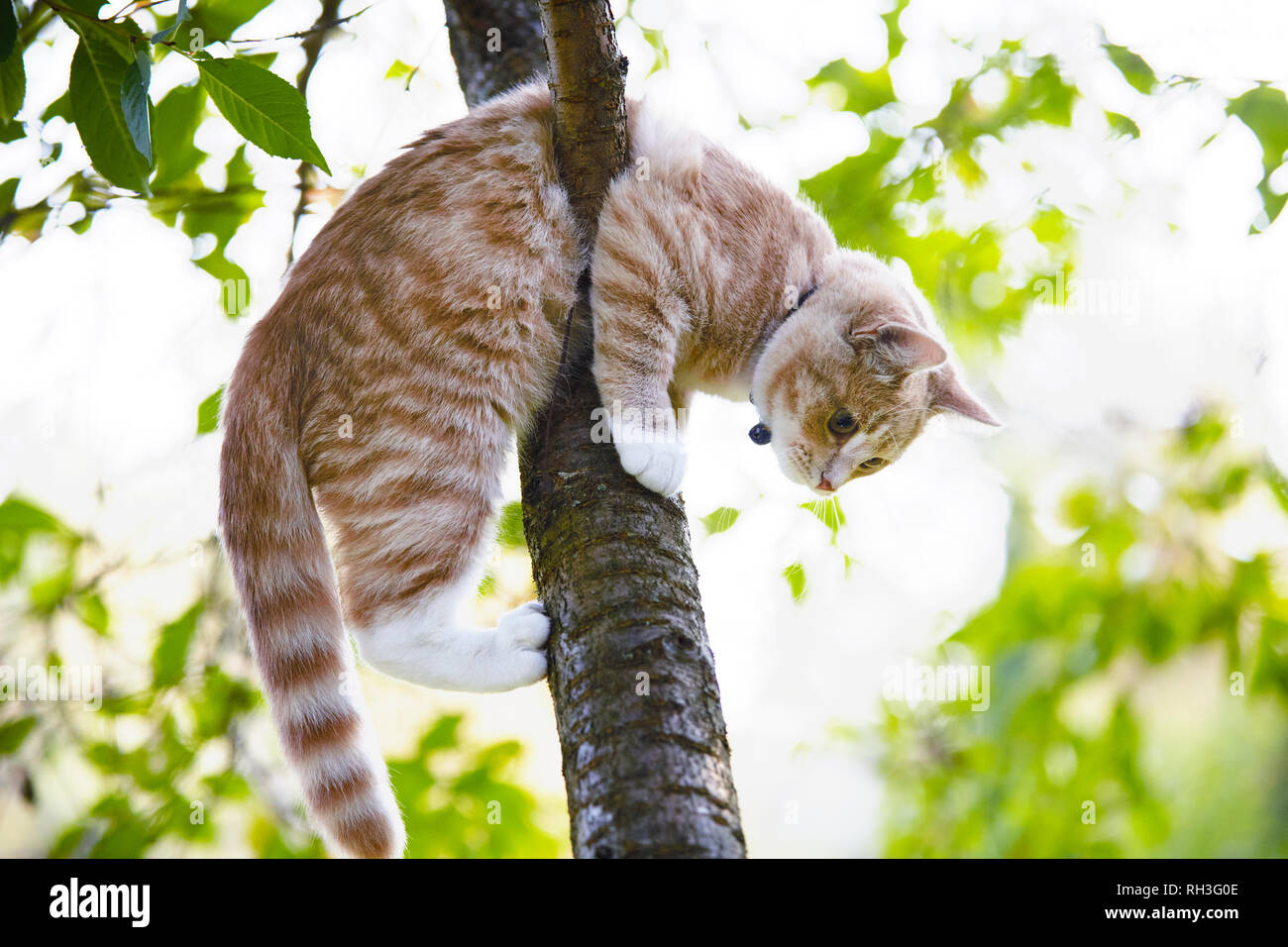 Slideshow160 hi-res stock photography and images - Alamy