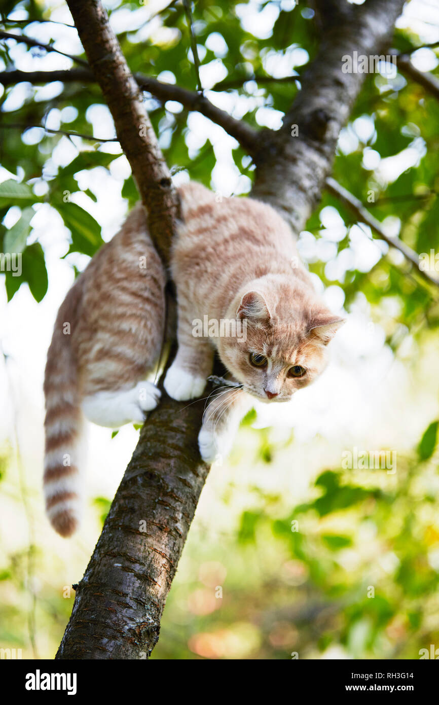 Cat on tree Stock Photo - Alamy
