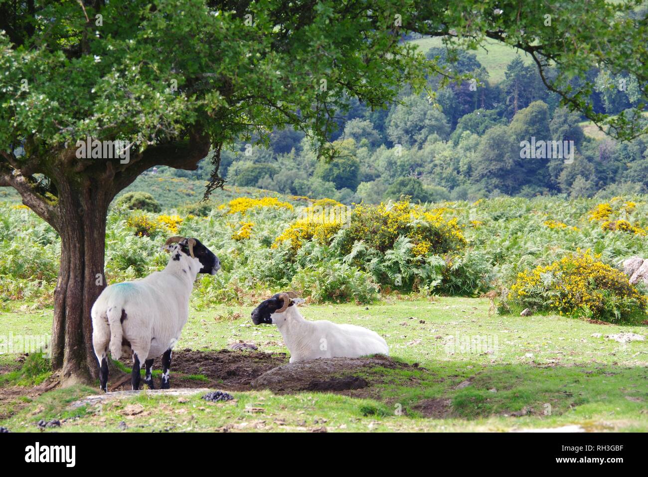 Pair of Scottish Blackfaced Sheep under a Hawthorn Tree. Dartmoor ...