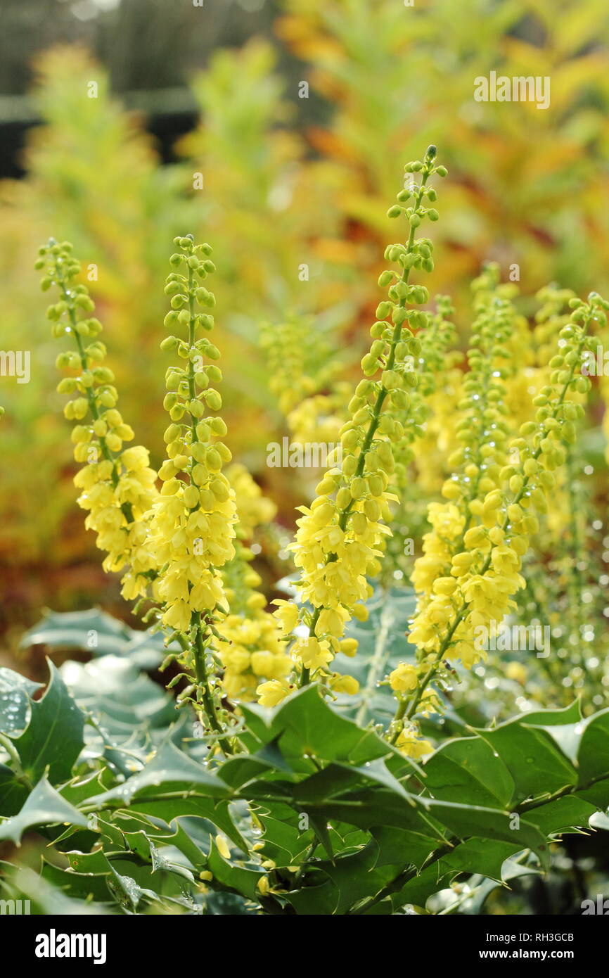 Mahonia media hi-res stock photography and images - Alamy