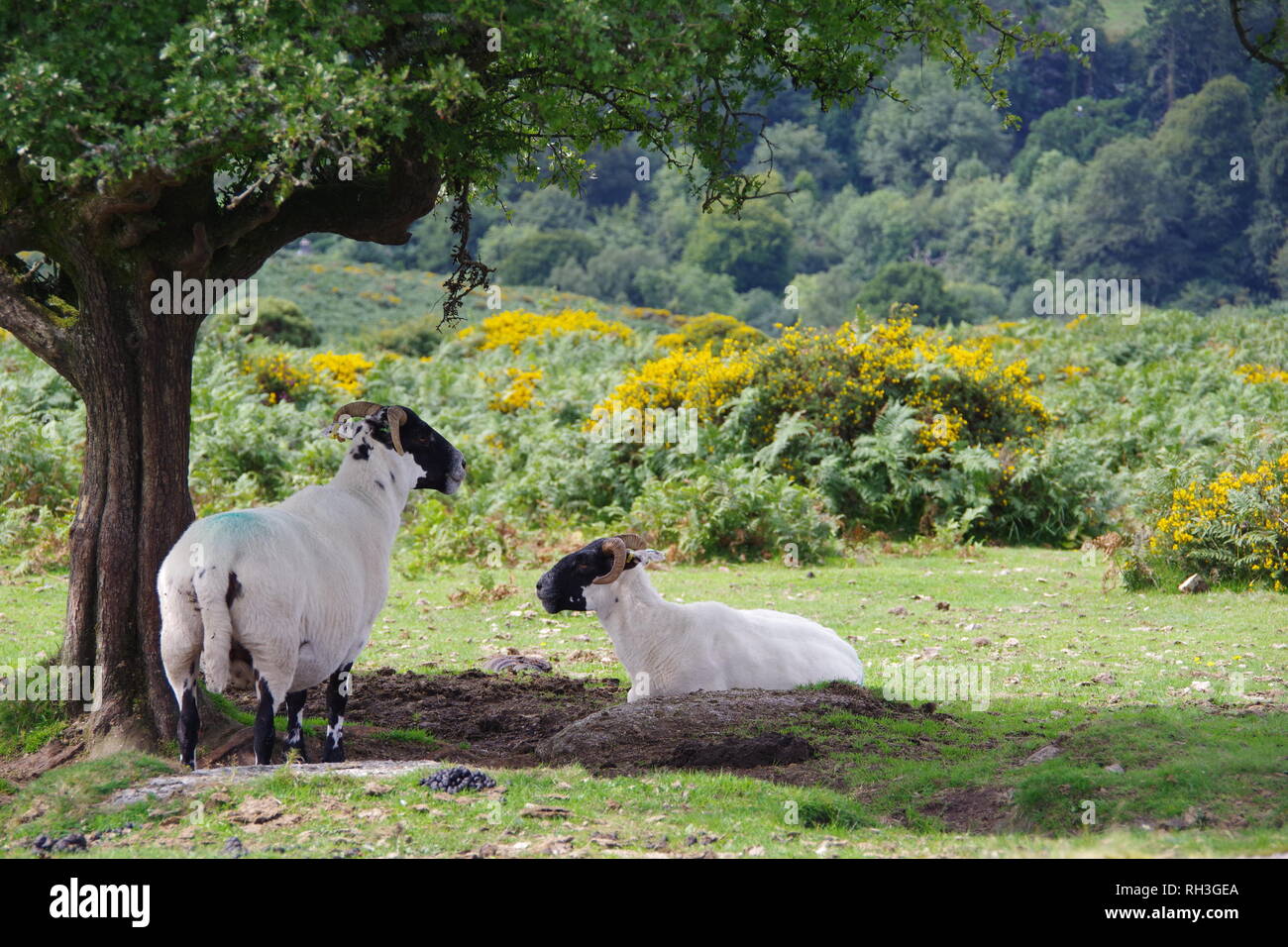 Pair of Scottish Blackfaced Sheep under a Hawthorn Tree. Dartmoor ...
