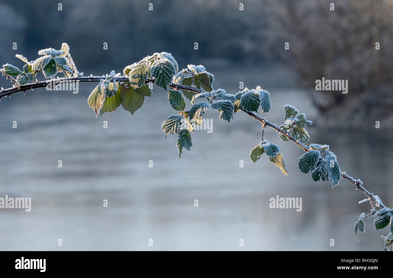 Frost covered brambles across frozen lake, Frogmore, Hertfordshire UK ...