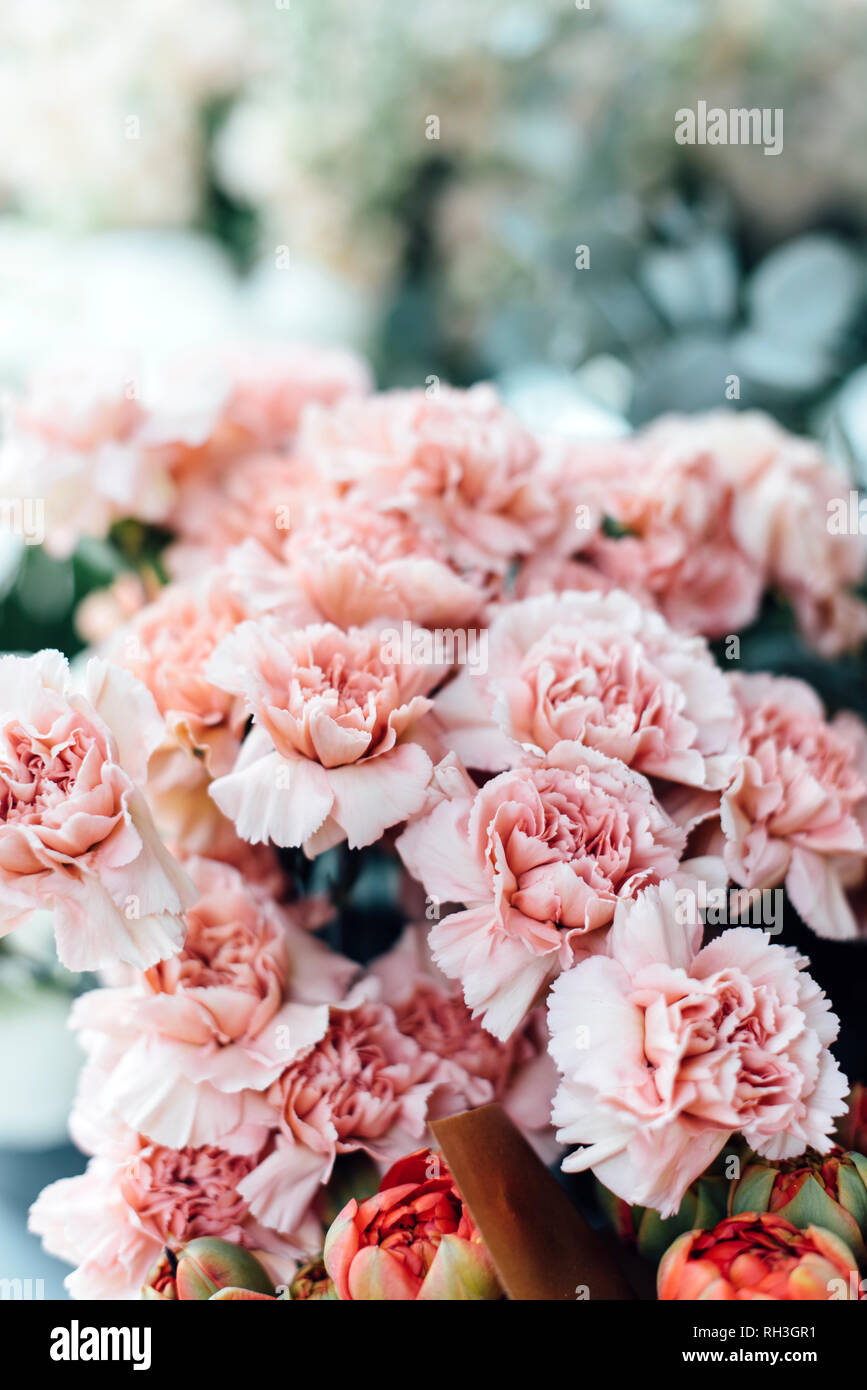 Carnation plants hi-res stock photography and images - Alamy