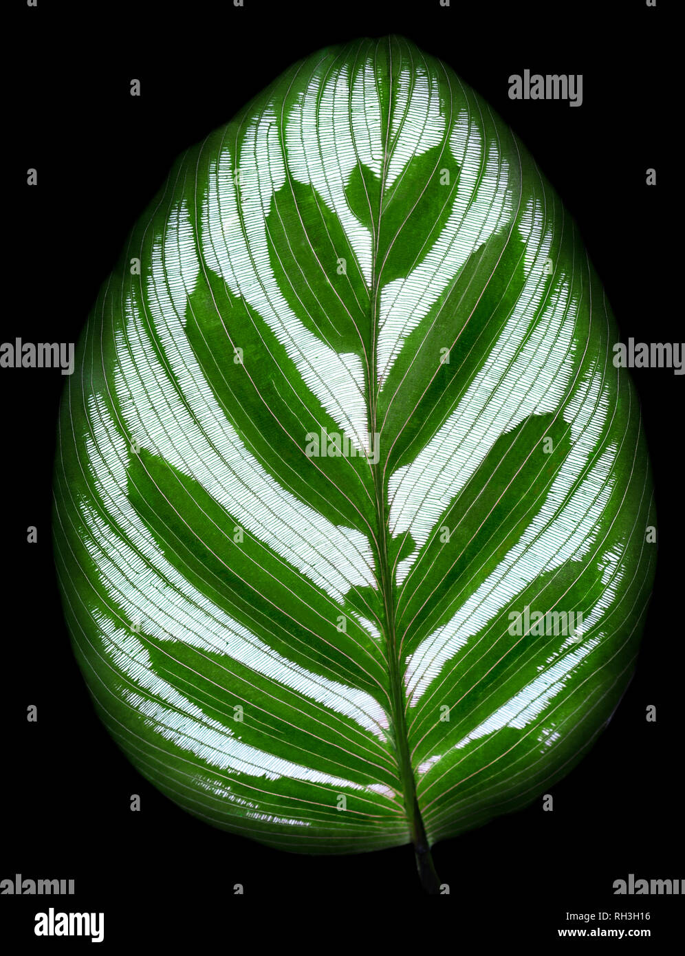 Calathea ornata hi-res stock photography and images - Alamy