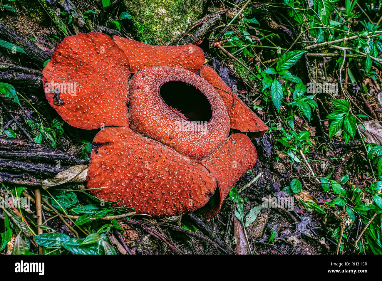 Blooming giant Rafflesia flower, Cameron Highlands rain forest ...