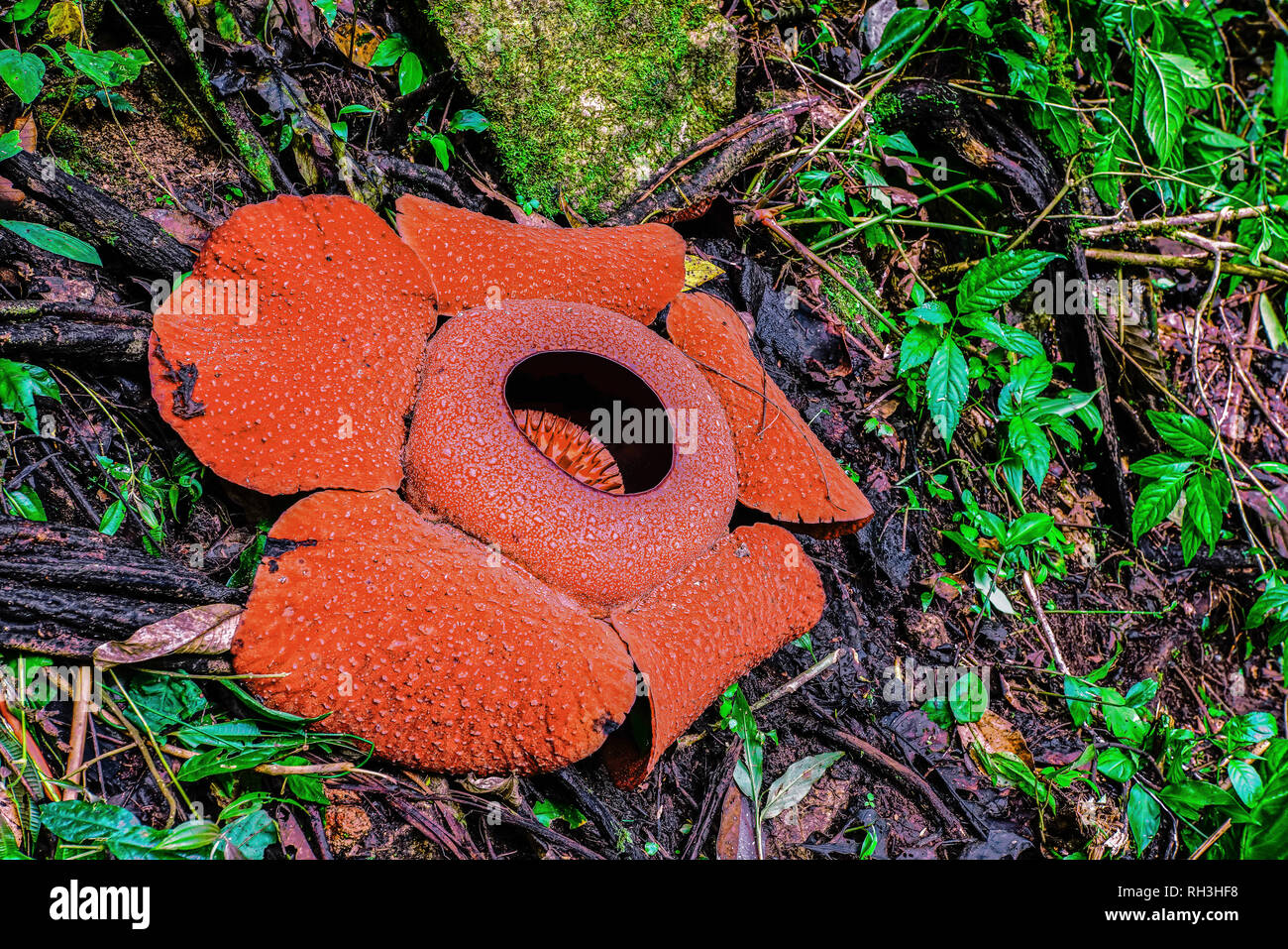 Blooming Rafflesia flower on Cameron Highlands, Malaysia Stock Photo ...