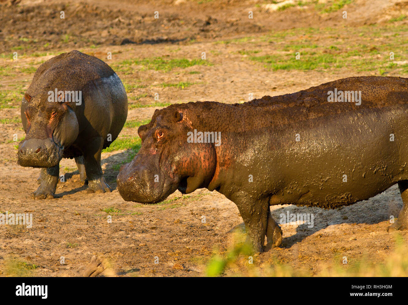 Hippo skin sweat hi-res stock photography and images - Alamy