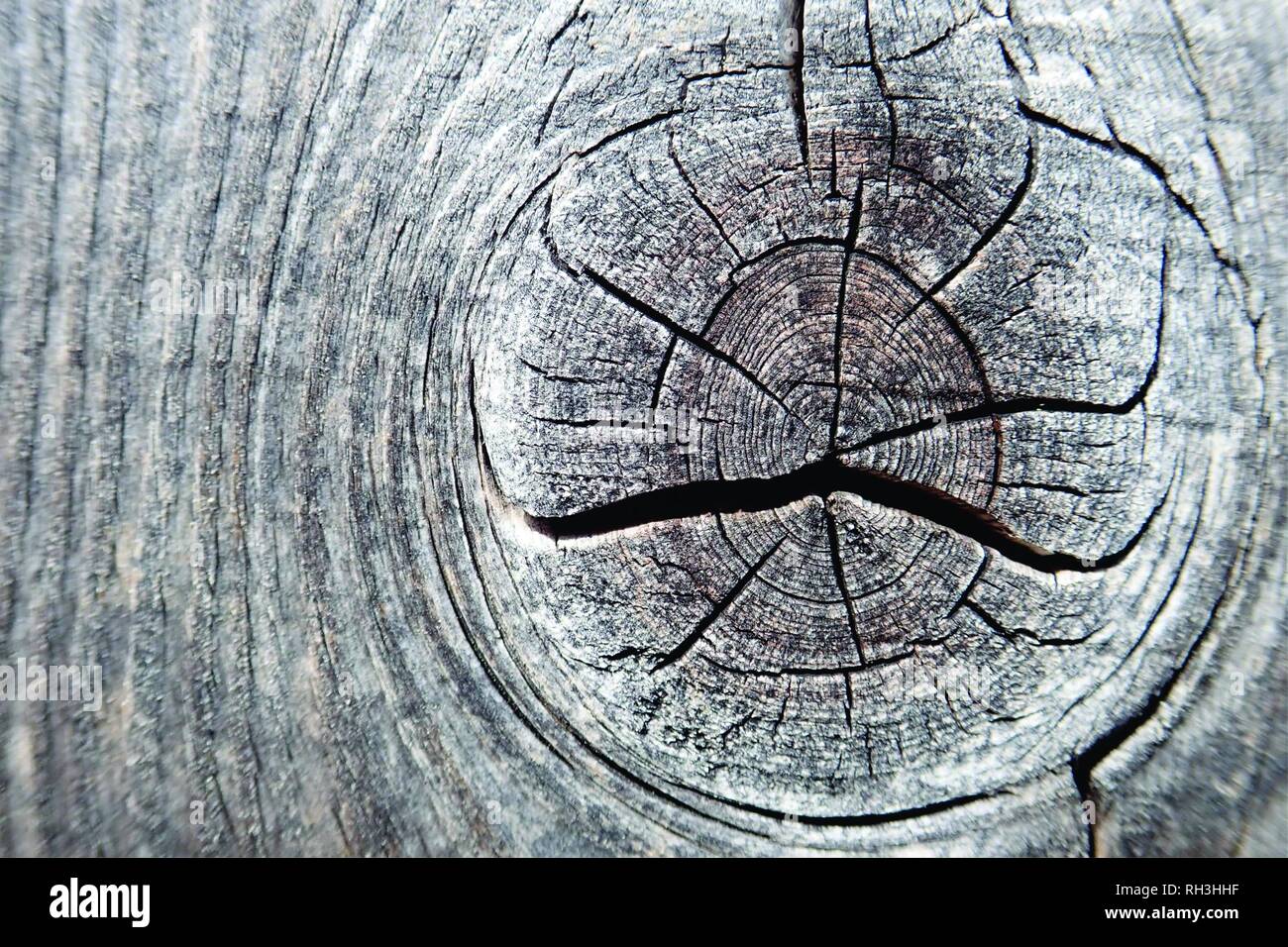 Aged larch wood knot hi-res stock photography and images - Alamy Aged larch wood knot hi-res stock photography and images - Alamy