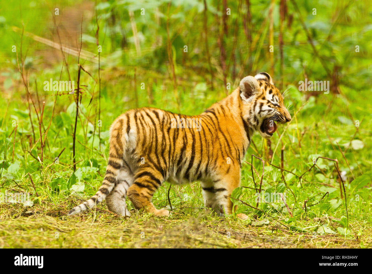 Flehmen response of tiger hi-res stock photography and images - Alamy