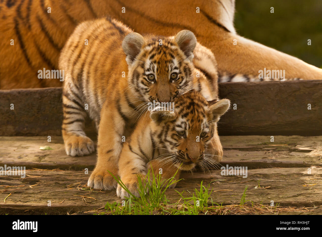 Amur/Siberian Tiger Cubs (Panthera Tigris Altaica) Two Cubs Playing ...