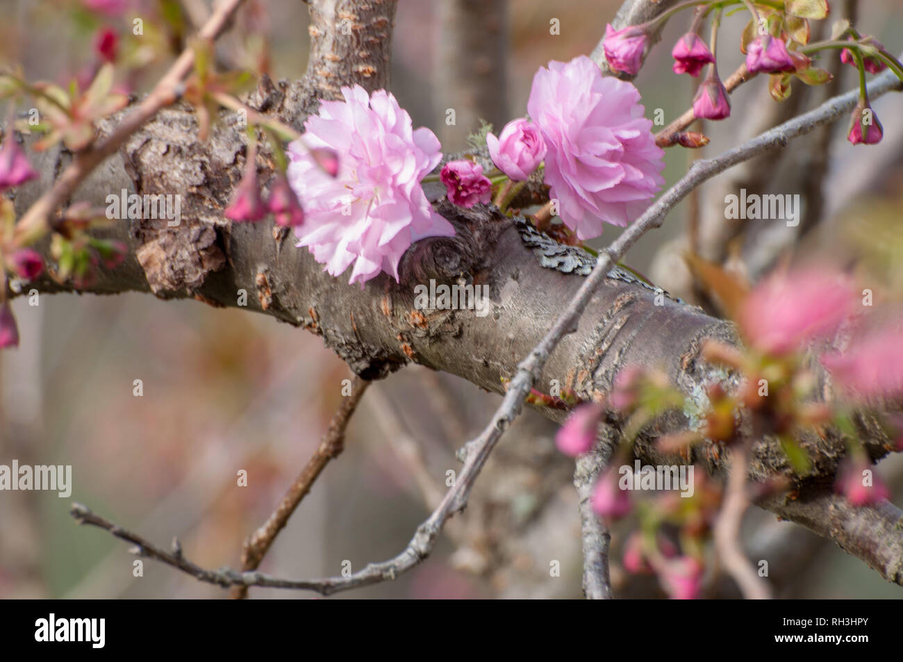 Full bloom delight Stock Photo - Alamy