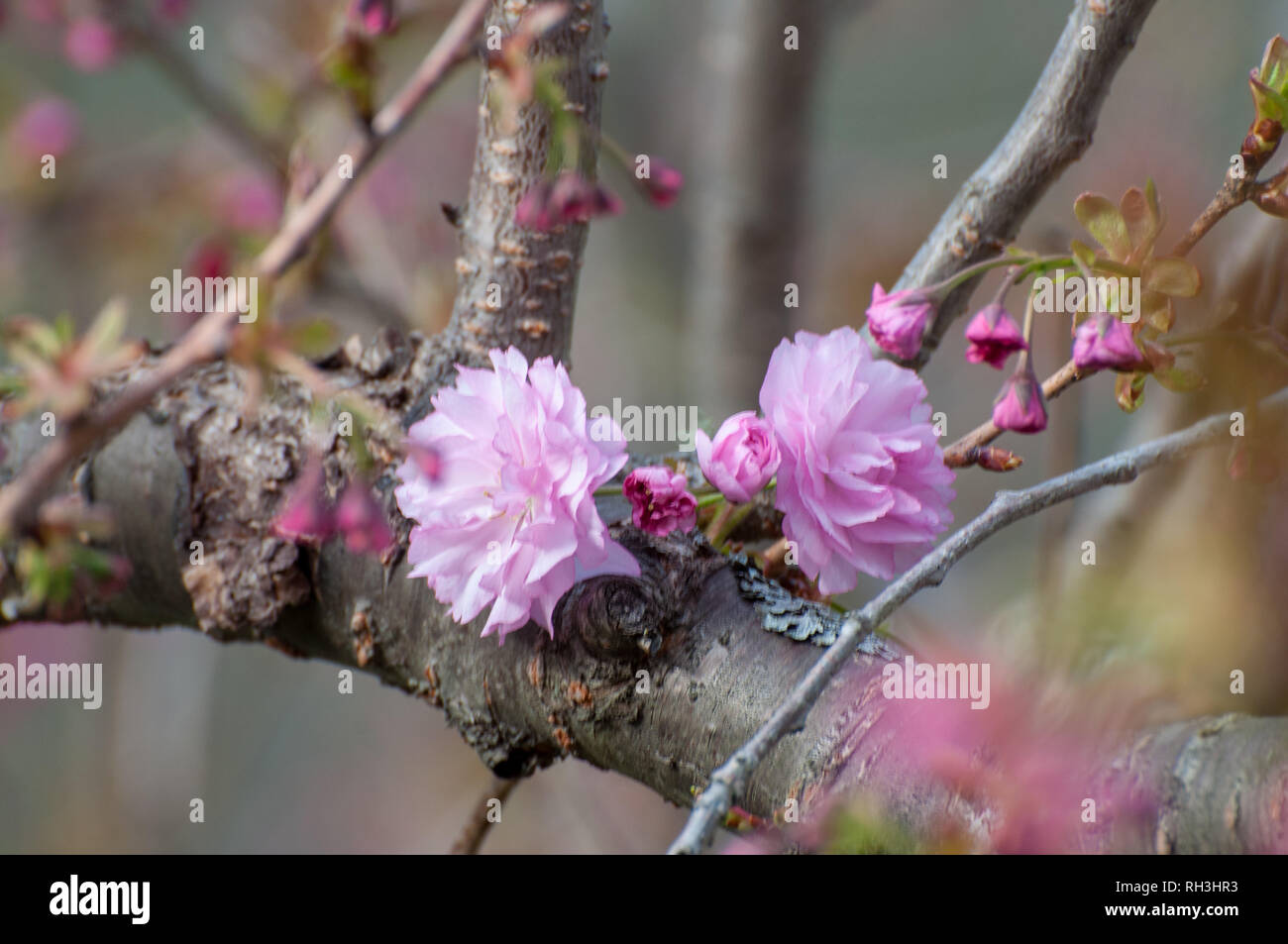 Crotch in tree hi-res stock photography and images - Alamy