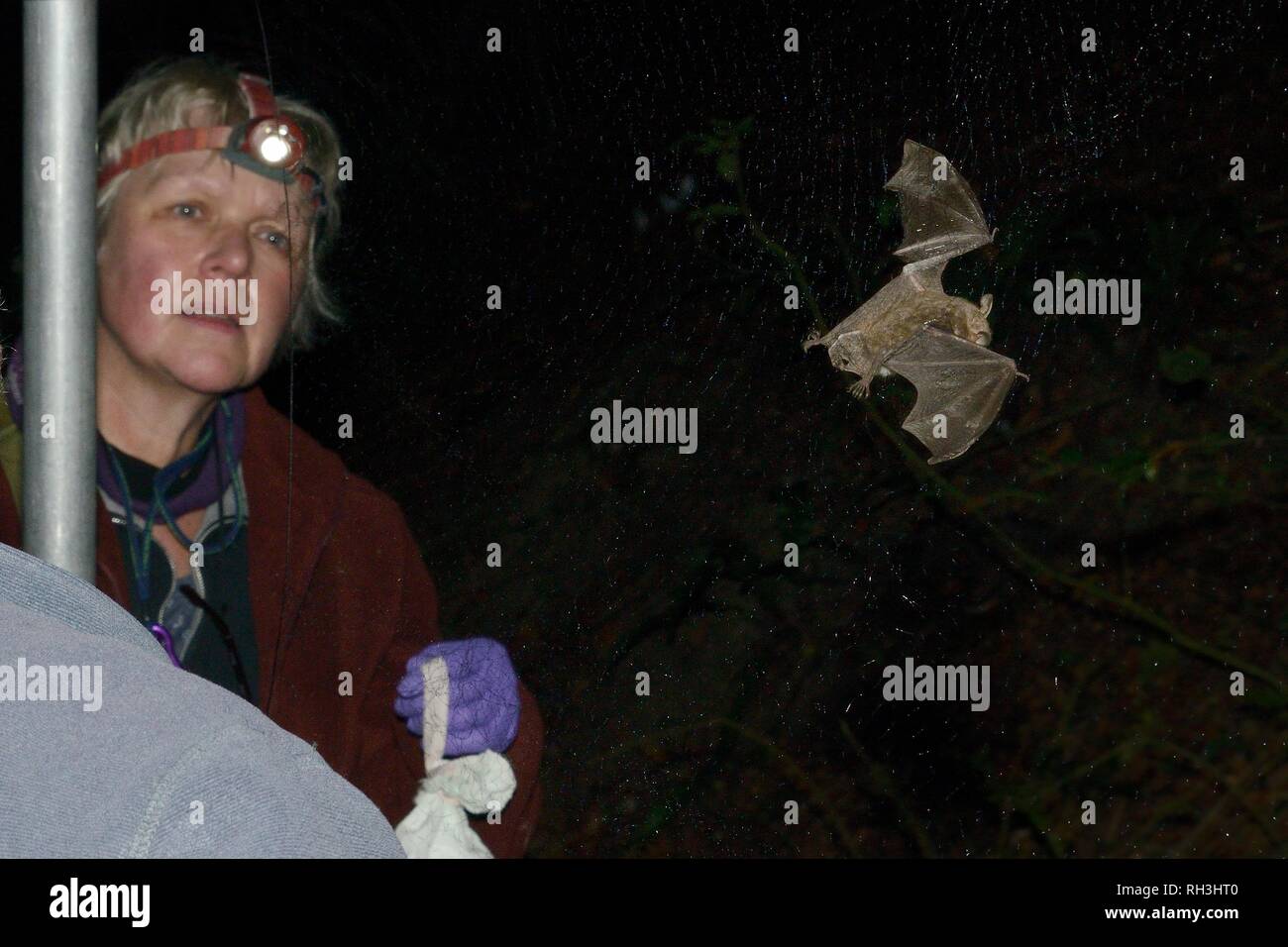 Natterer's bat (Myotis nattereri) caught in a mist net during an autumn ...