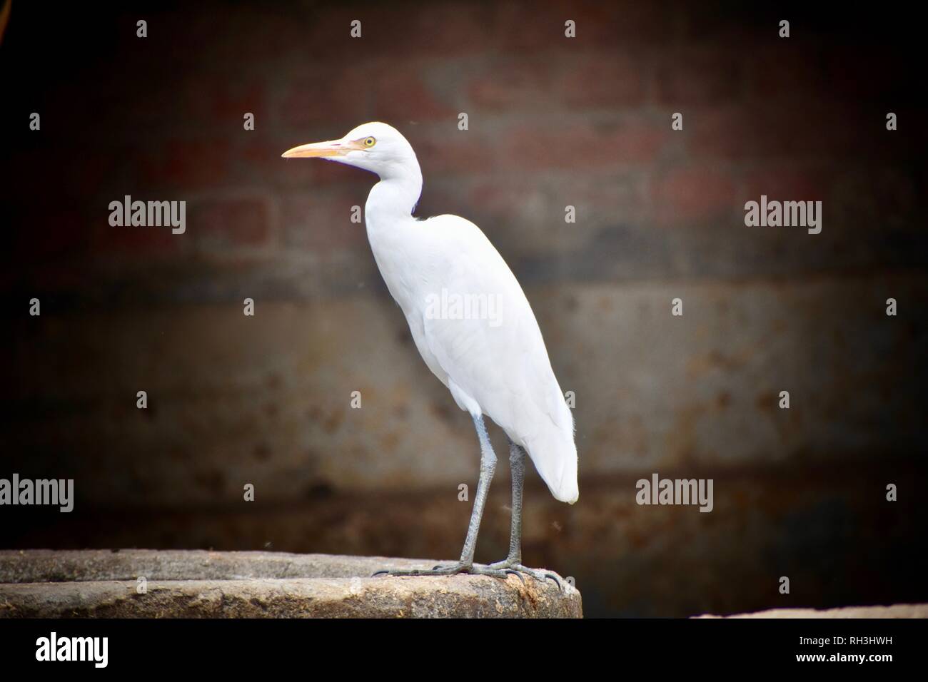 Indian white bird hd hi-res stock photography and images - Alamy