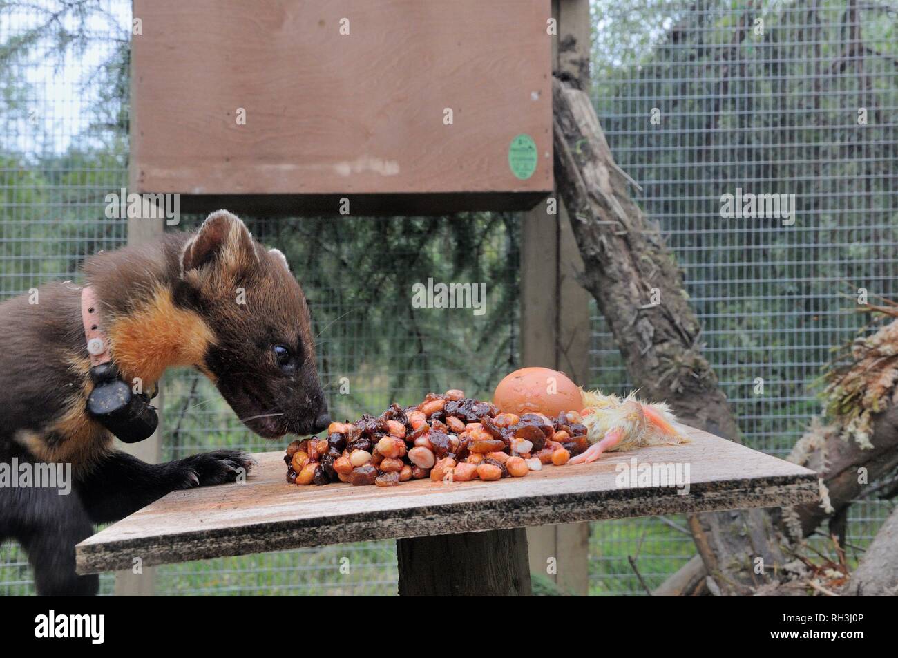 Pine Marten (Martes martes) sniffing food on a table in a soft release ...