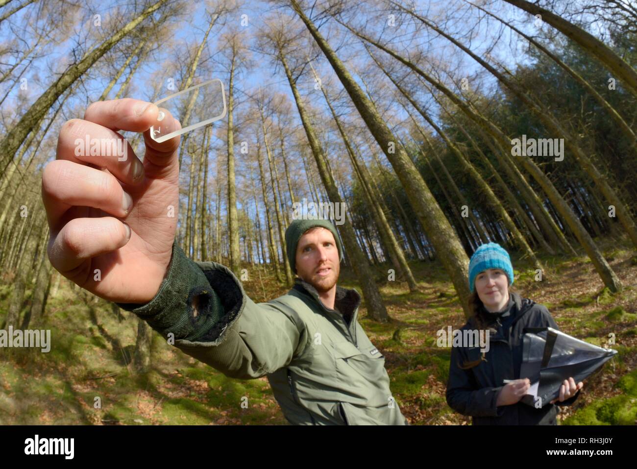 Wedge prism relascope used to record the density of trees in a ...