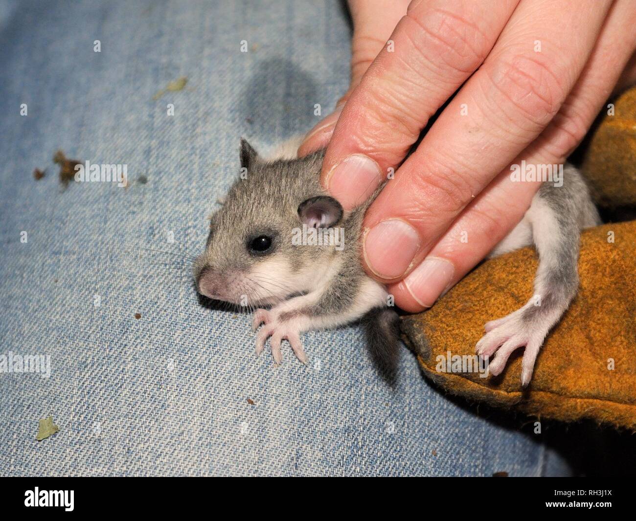 European edible dormouse hi-res stock photography and images - Alamy