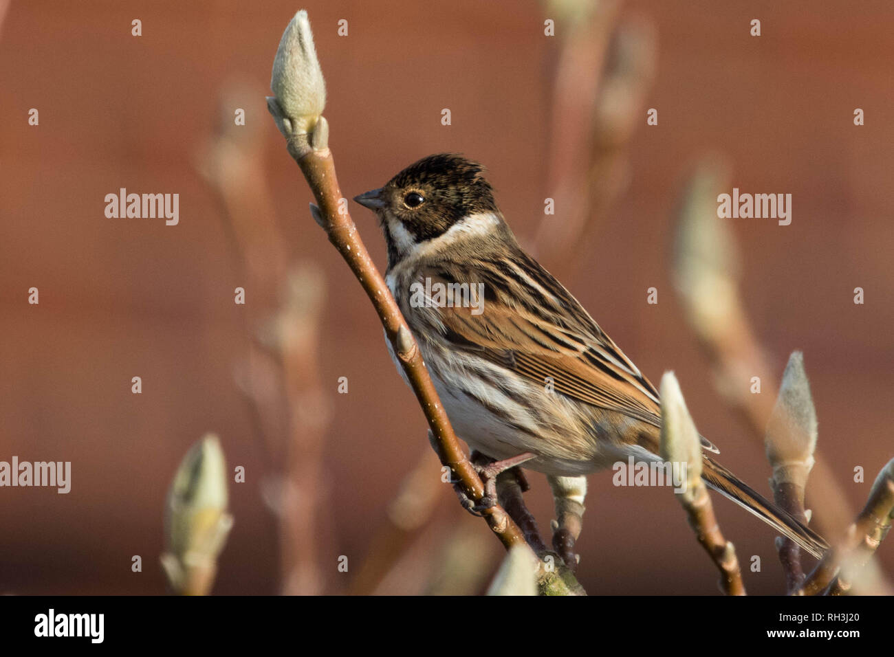 Reed bunting tree hi-res stock photography and images - Alamy
