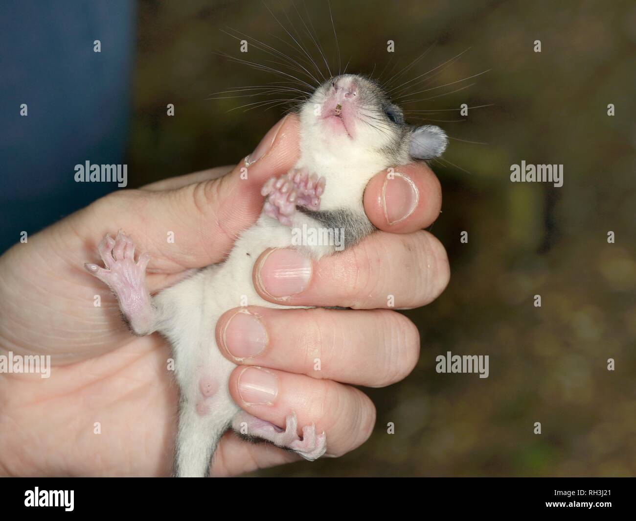European edible dormouse hi-res stock photography and images - Alamy