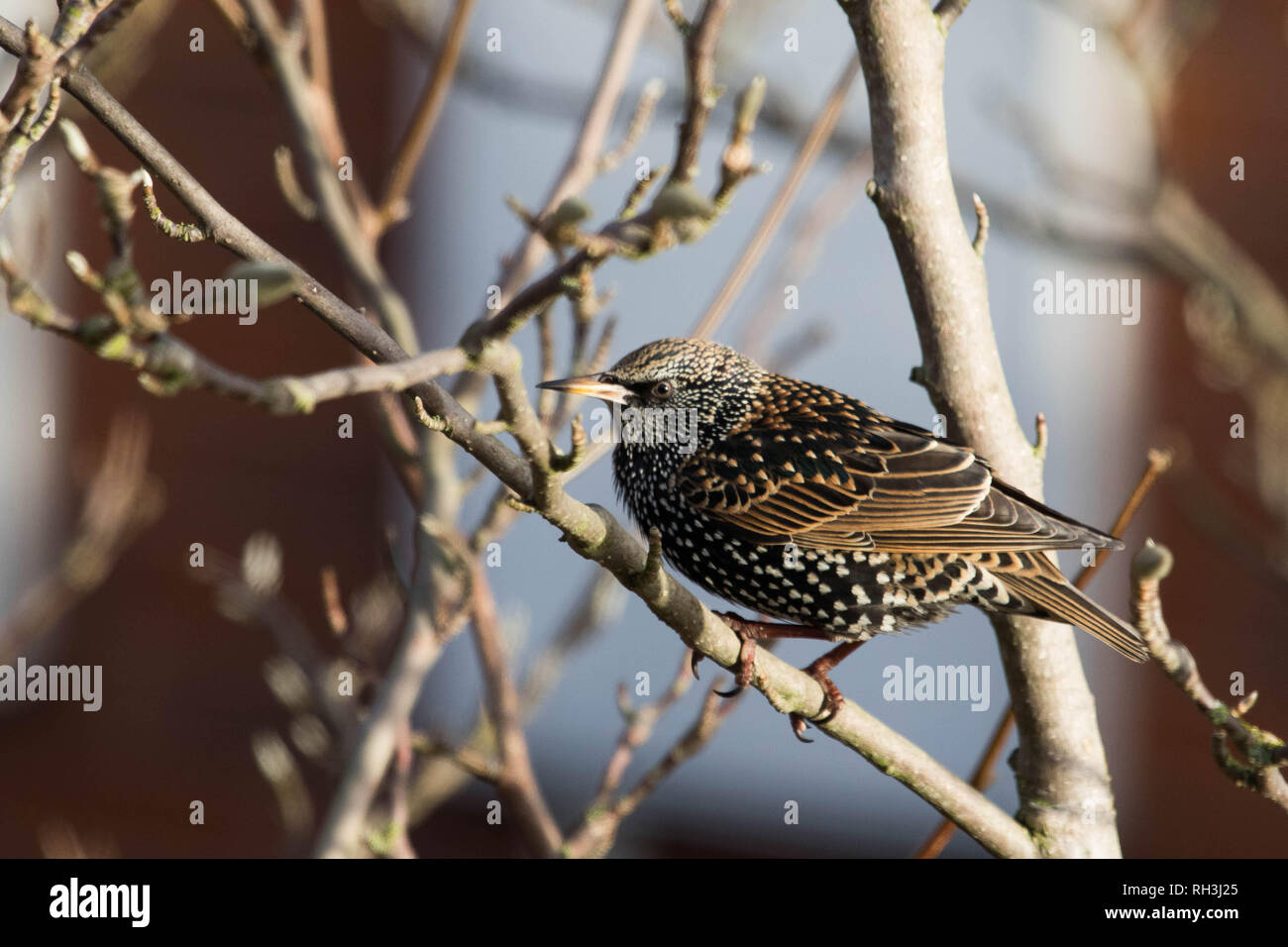 Photograph of common starling hi-res stock photography and images - Alamy