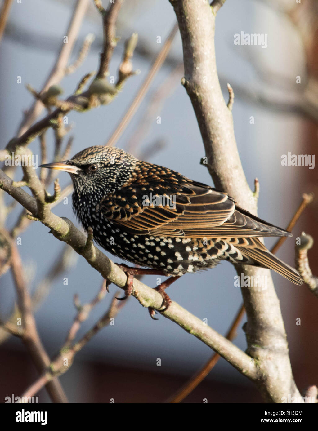 Starling photograph hi-res stock photography and images - Alamy